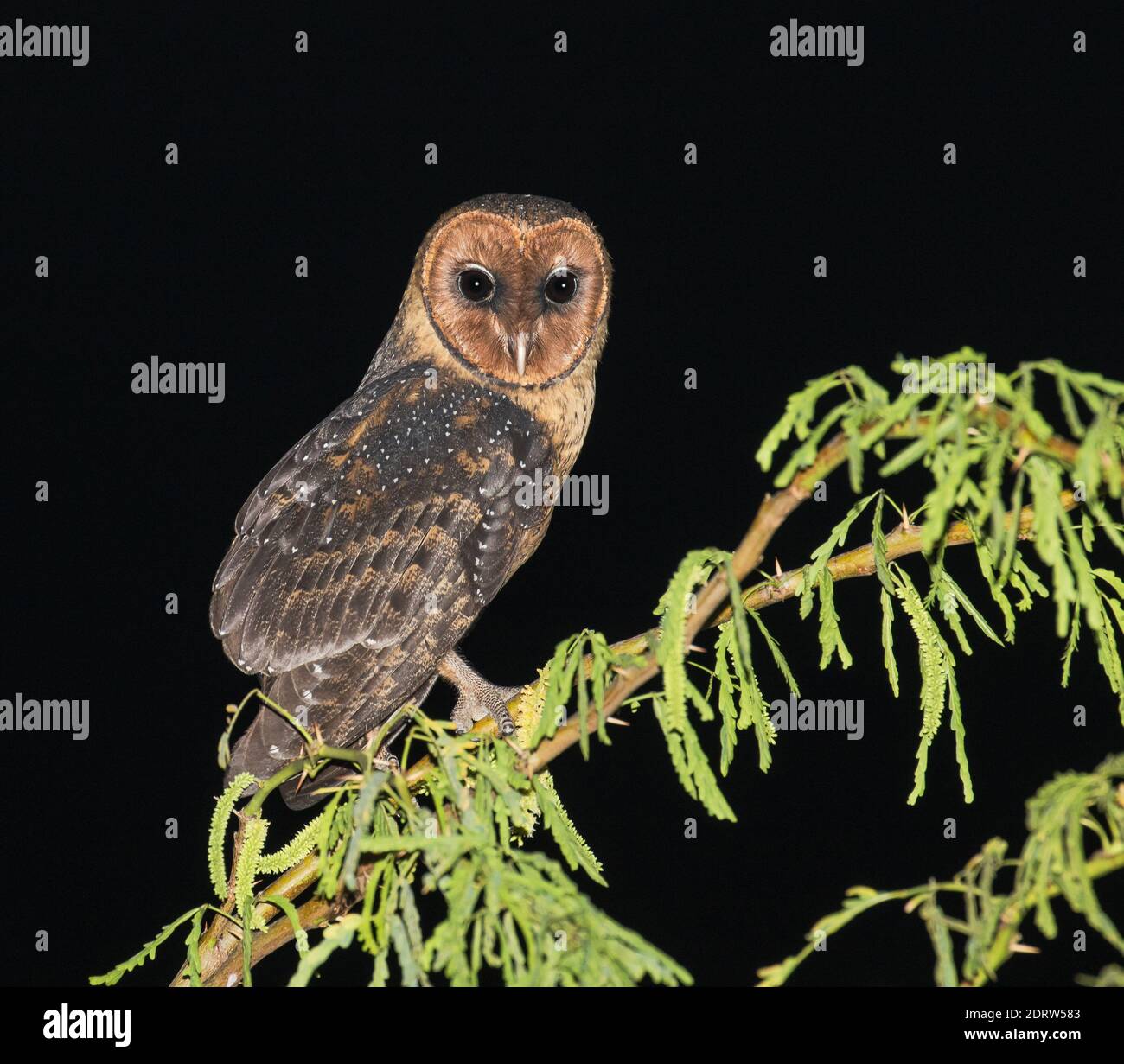 Lesser Antillean Barn Owl (Tyto alba insularis) on the island of ...