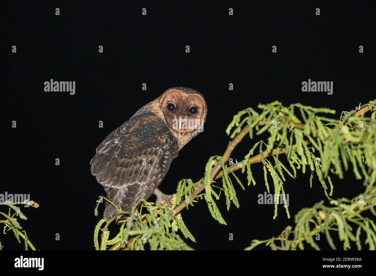 Lesser Antillean Barn Owl (Tyto alba insularis) on the island of ...