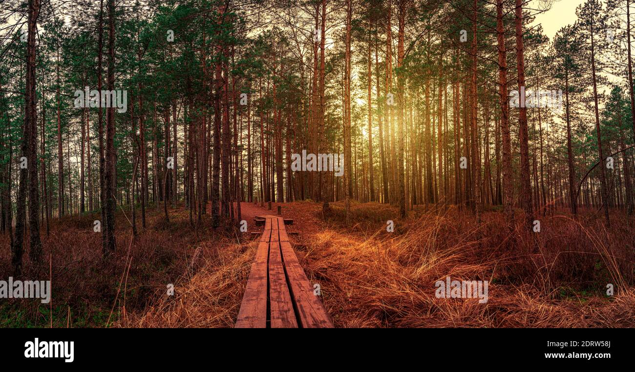 Pine trees and sunset hi-res stock photography and images - Alamy