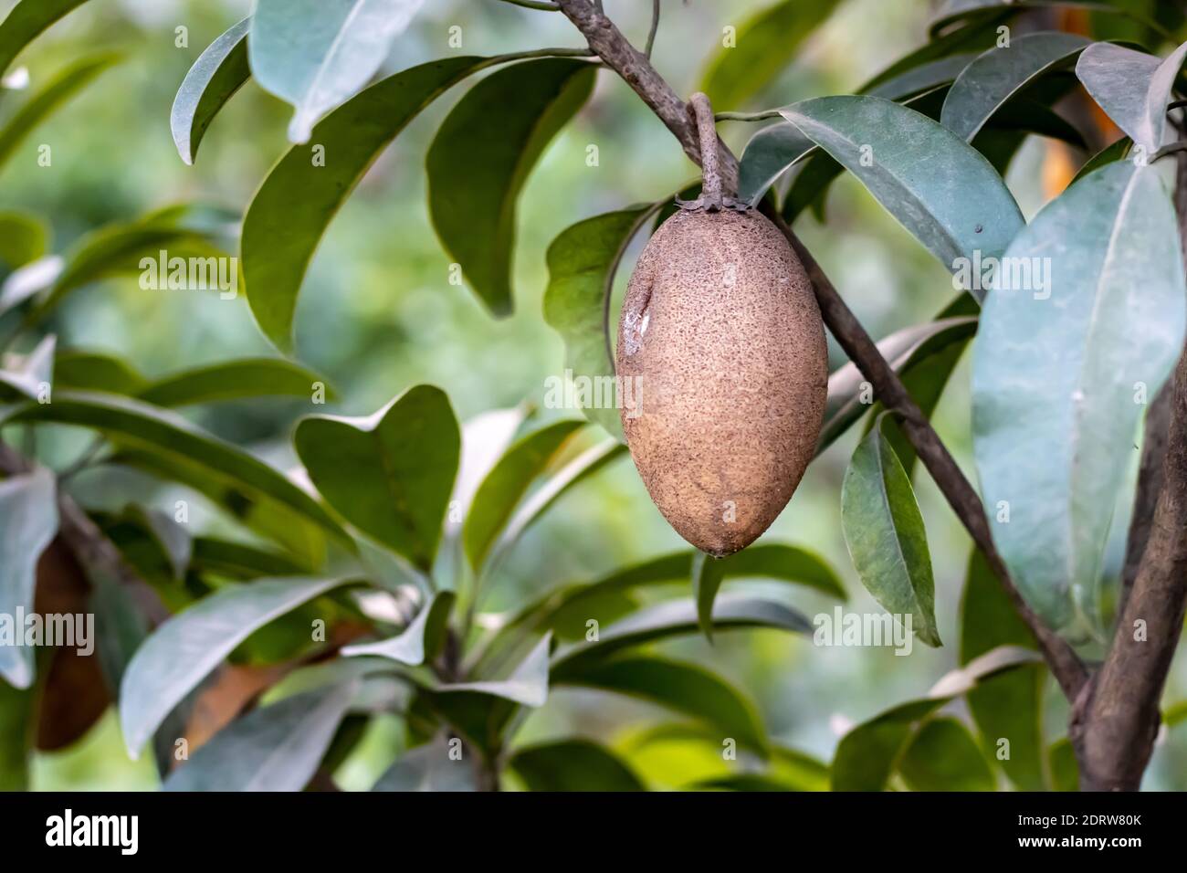 Growing sapodilla tree hi-res stock photography and images - Alamy
