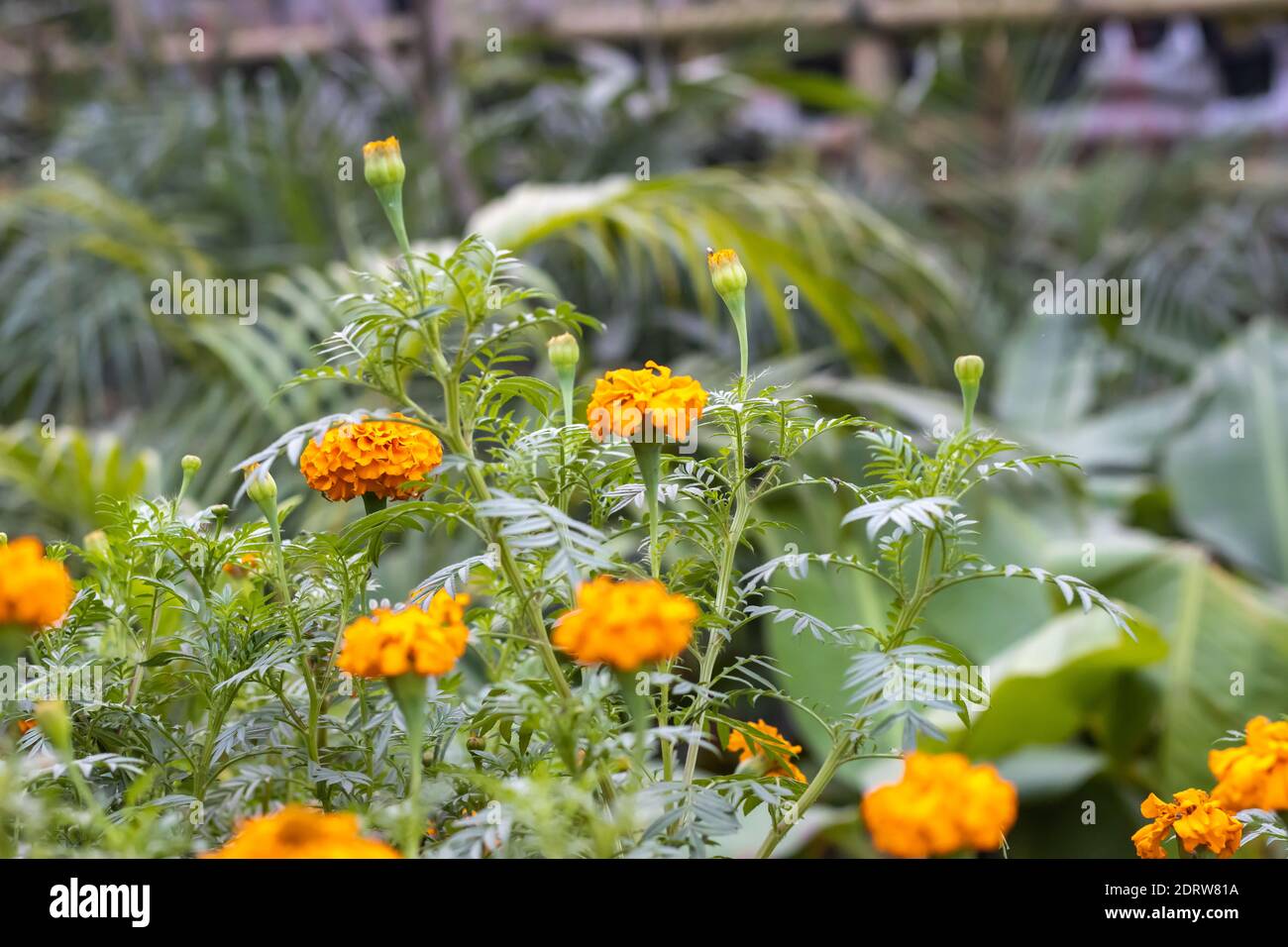 Marigold, yellow flower, Marigold tree, orange marigold close up shot ...