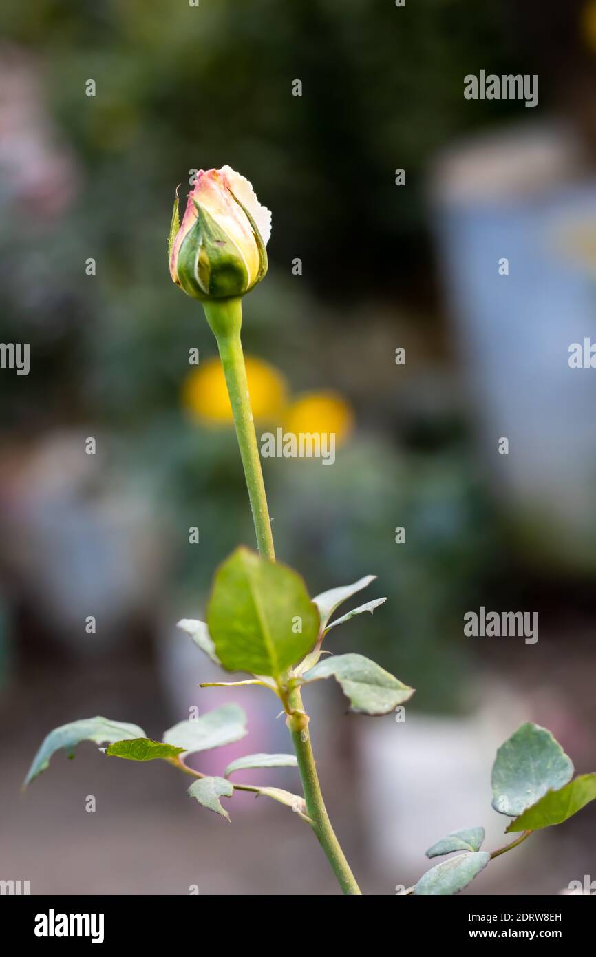Multicolor blooming rose buds with leaves on the blurry background ...