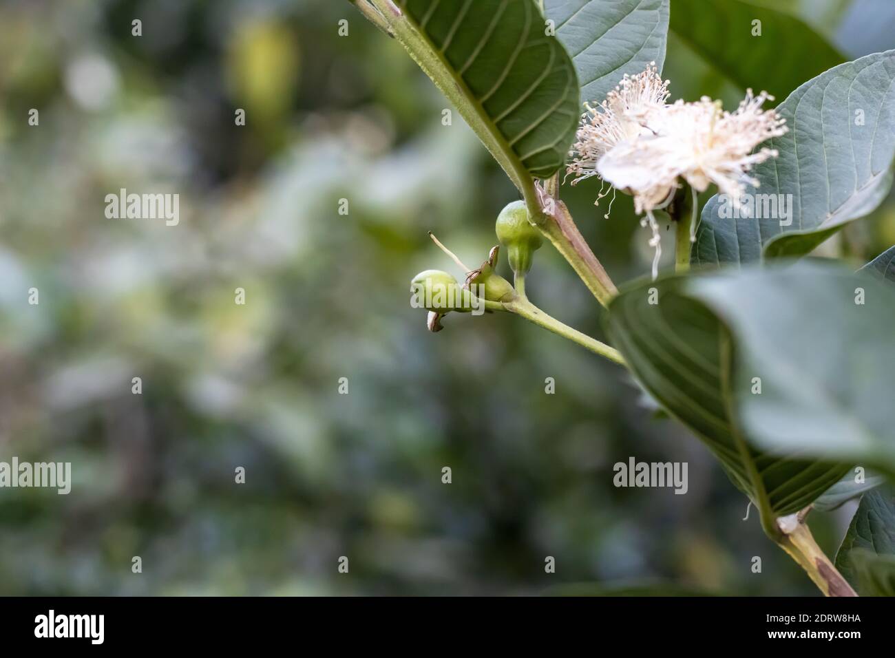 Newborn Guava flower buds in a growing branch Stock Photo - Alamy