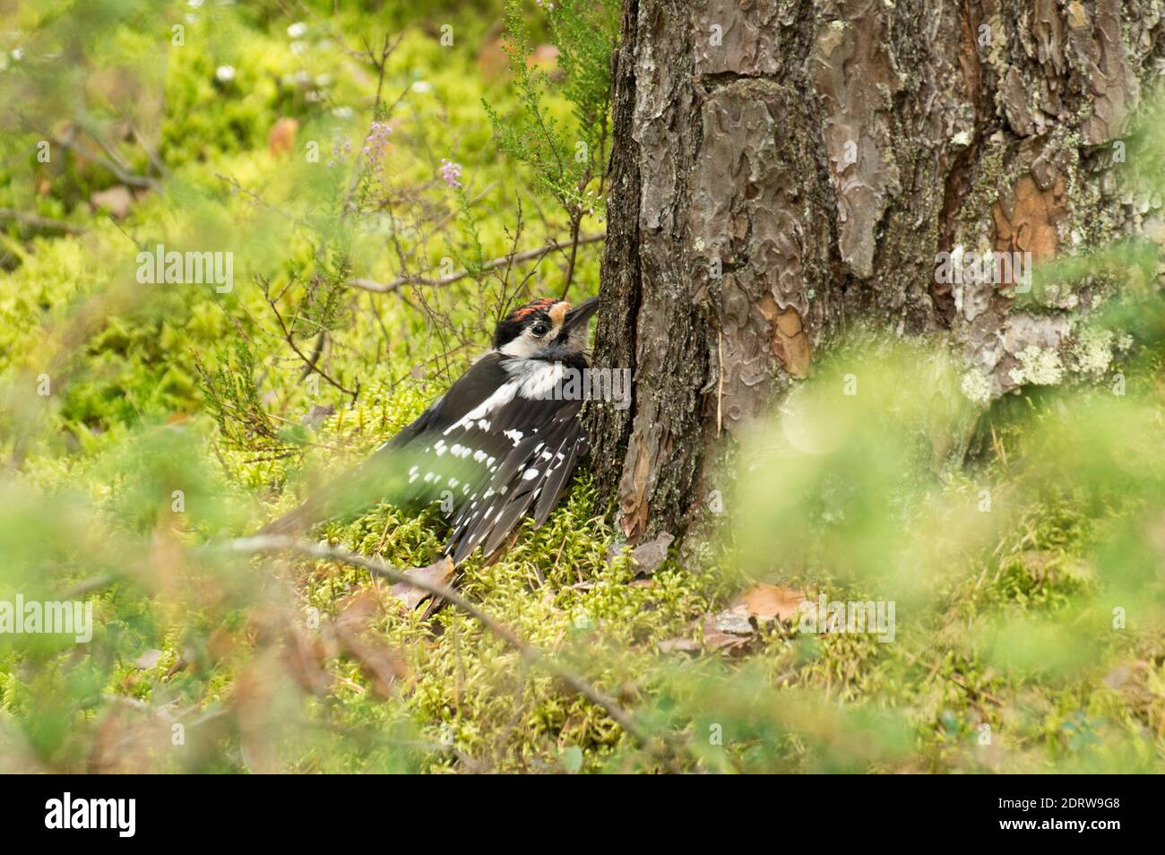 Bird in a forest hi-res stock photography and images - Alamy