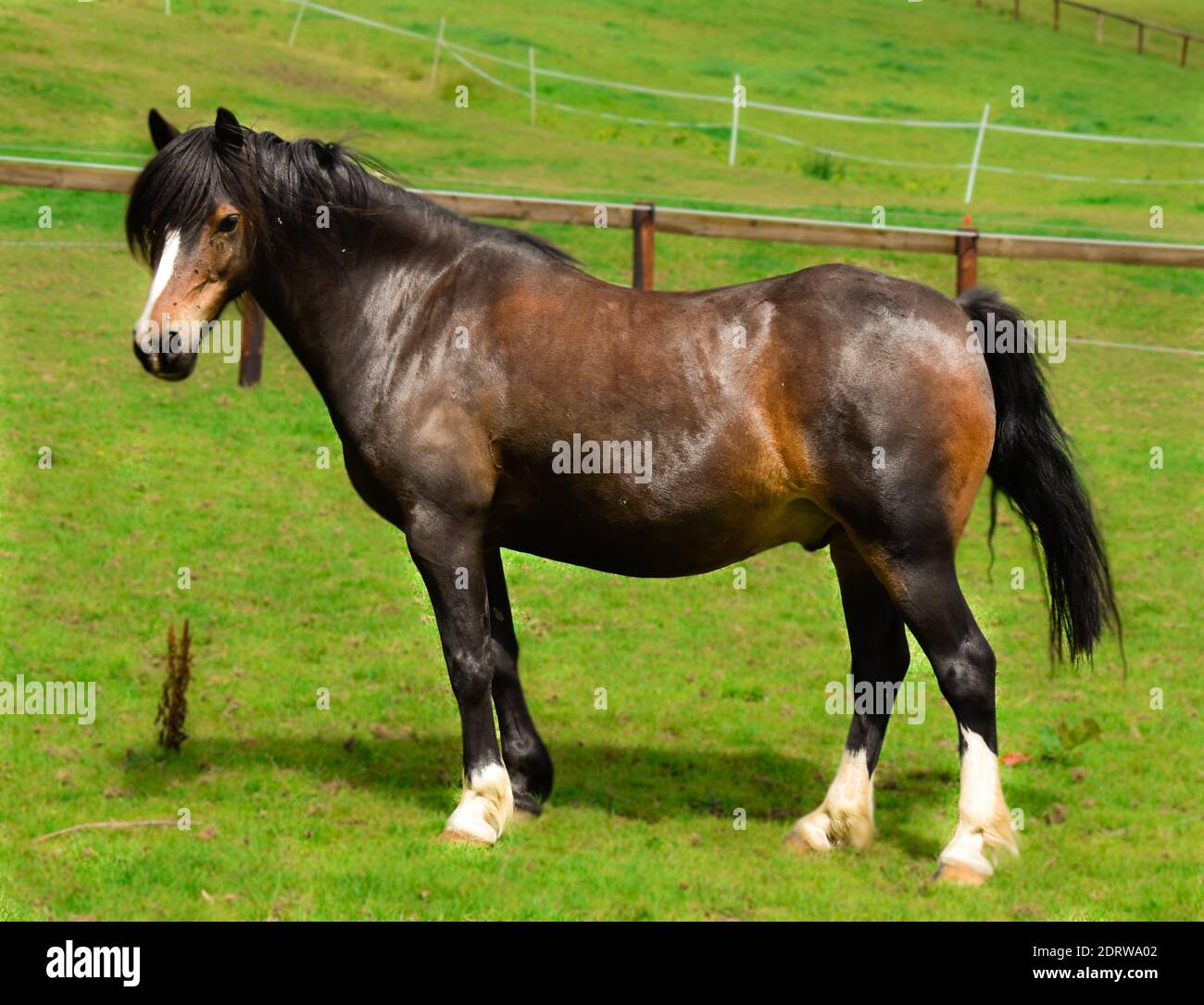 Bay Welsh Pony High Resolution Stock Photography and Images - Alamy