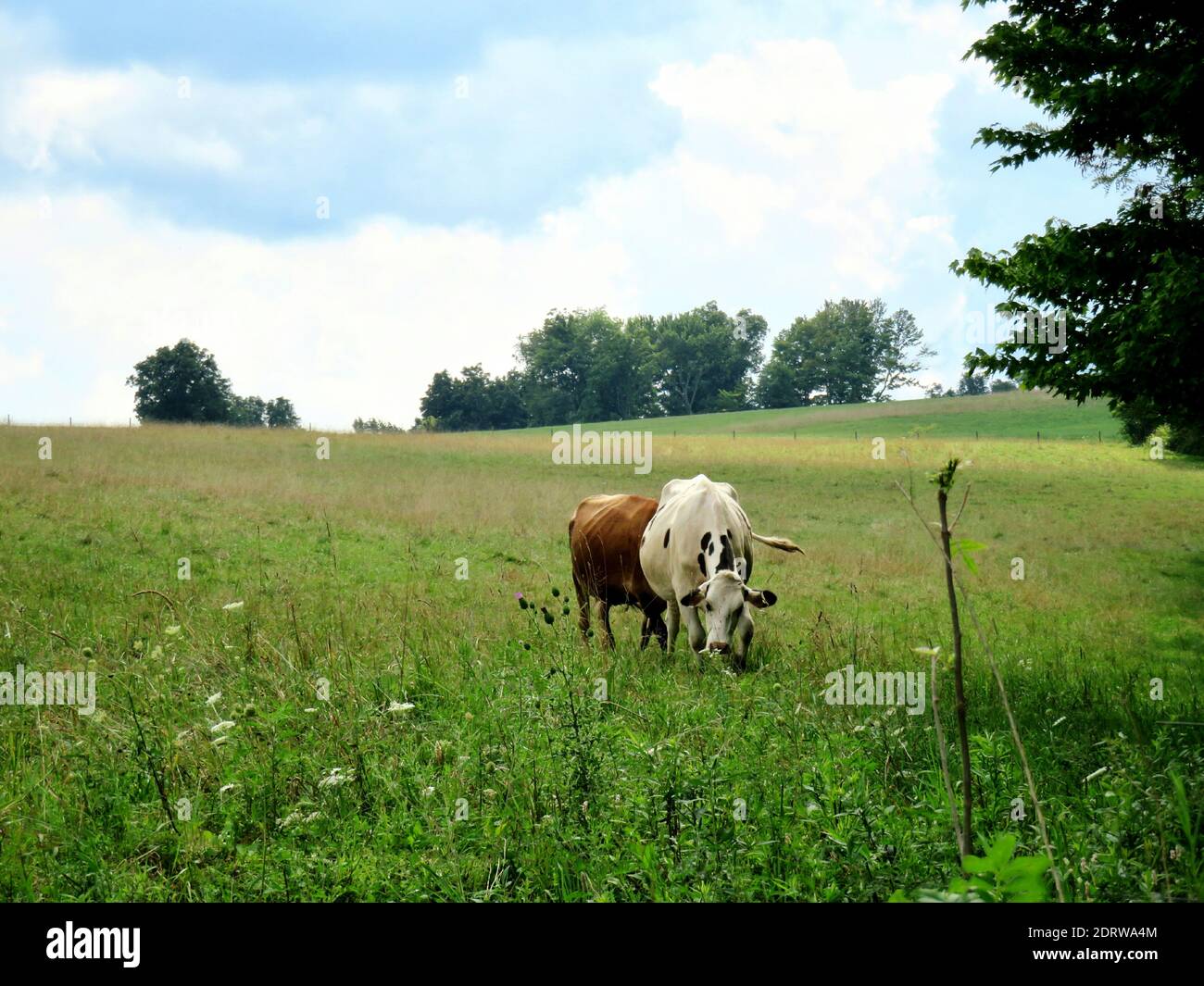 Salisbury cattle cows hi-res stock photography and images - Alamy