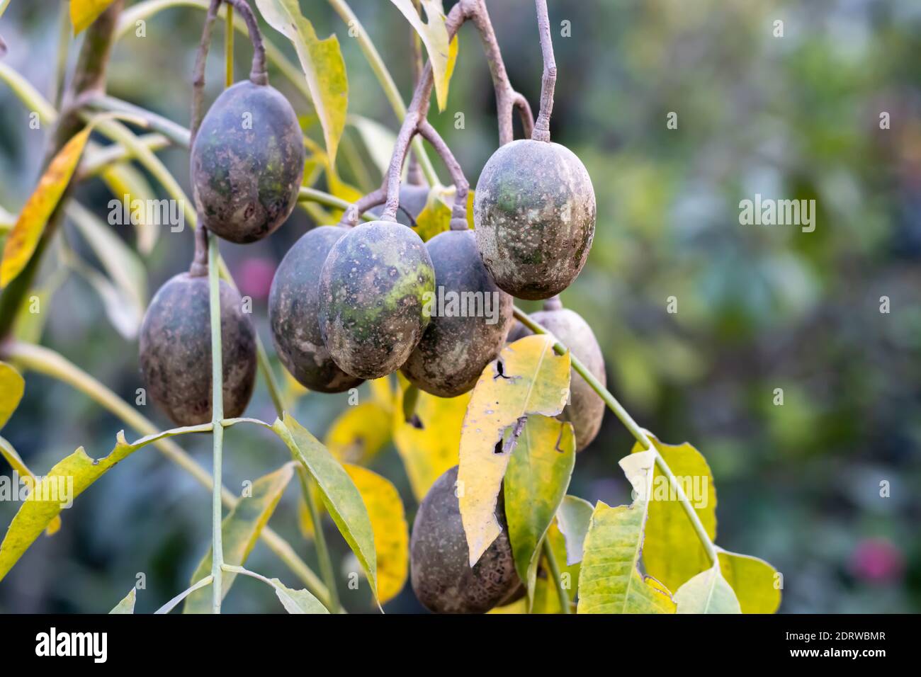 Hog plum tree hi-res stock photography and images - Alamy