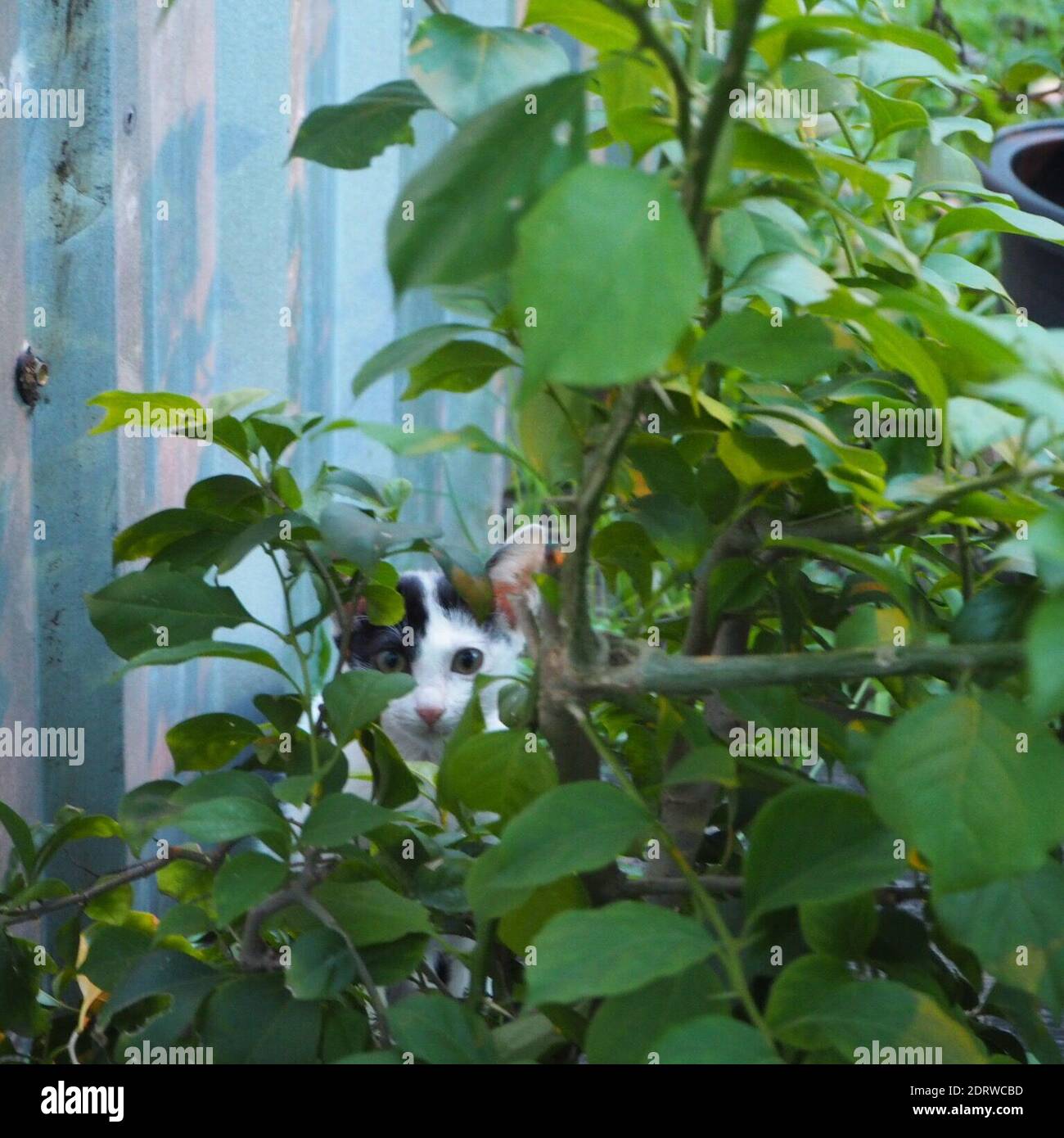 Cat hiding behind plant hi-res stock photography and images - Alamy