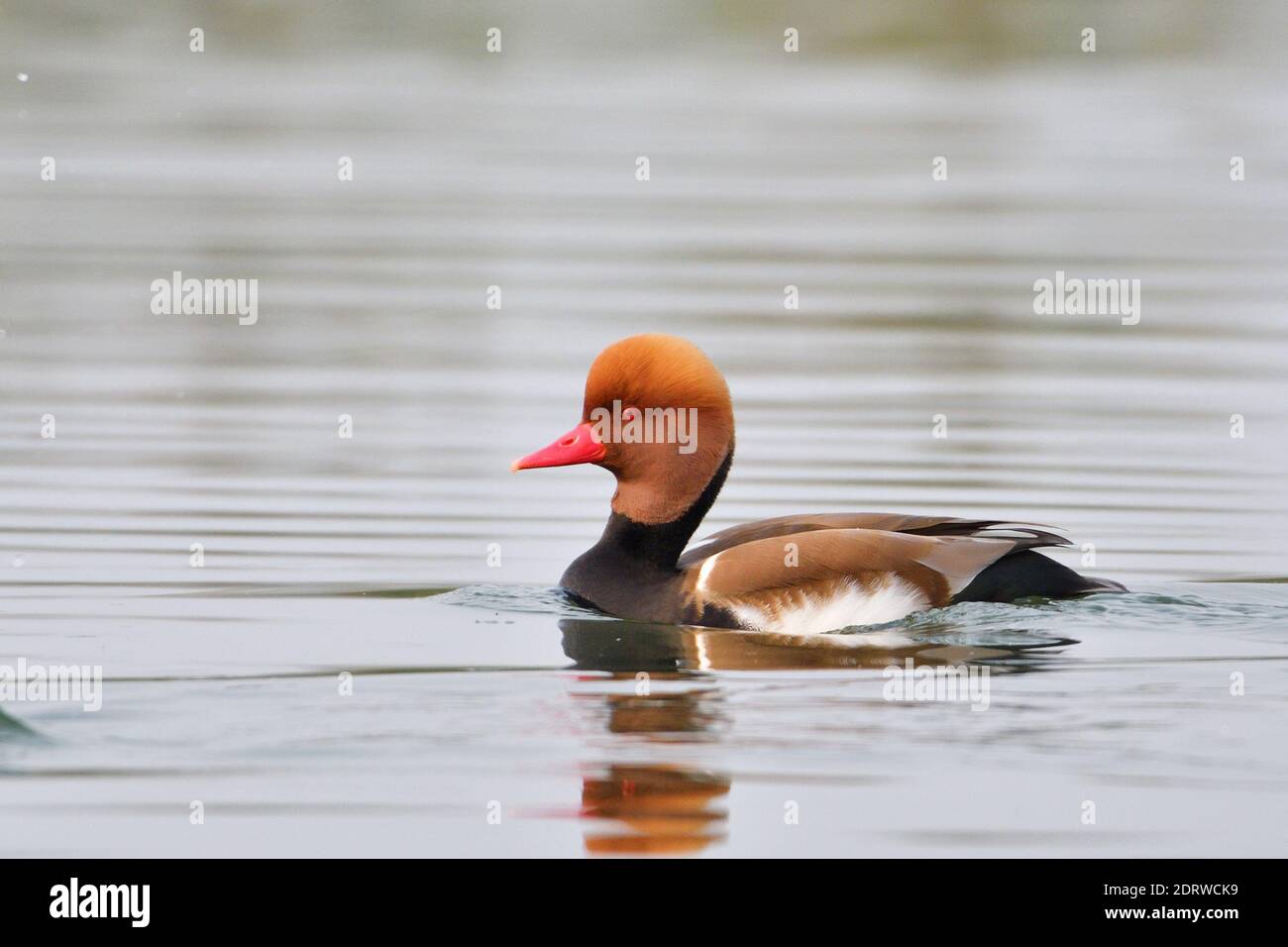 Asian duck species hi-res stock photography and images - Alamy