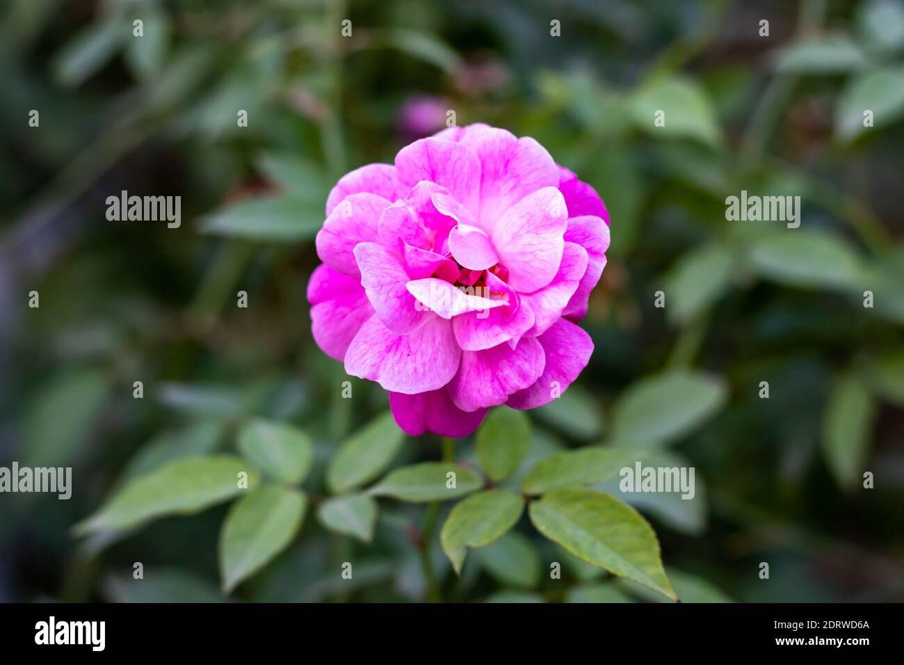 Top view of bloomed pink rose with leaves inside the home the garden ...
