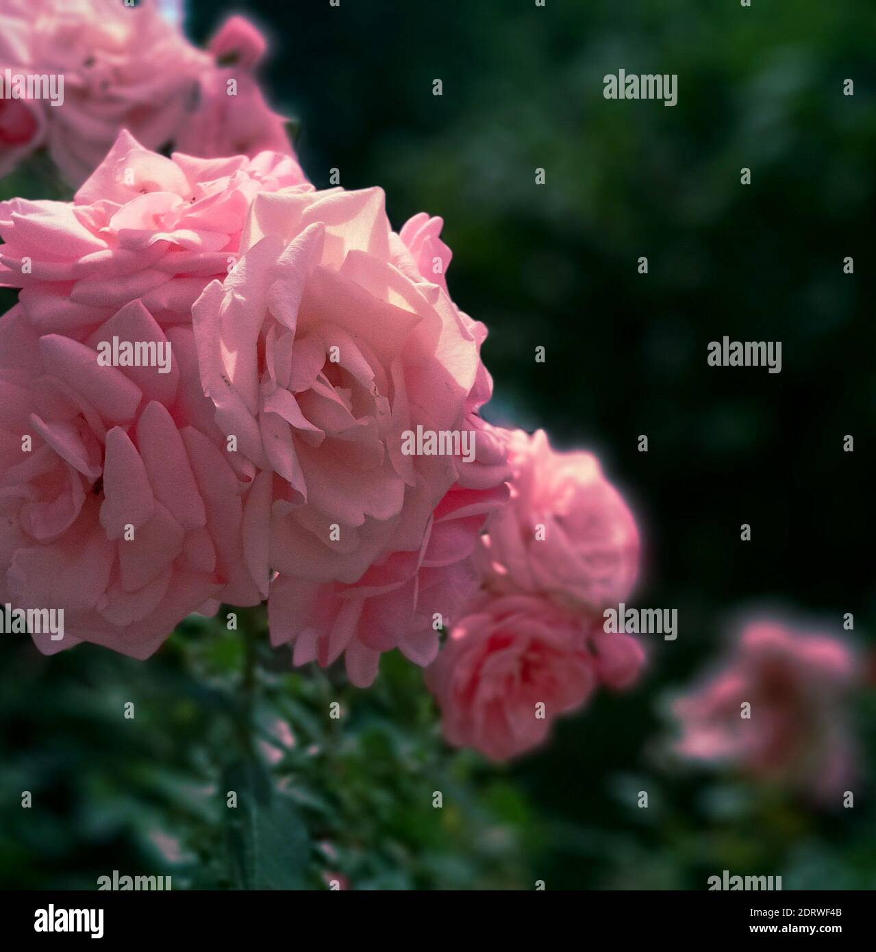 Pale Coral Pink Flowers High Resolution Stock Photography and Images ...