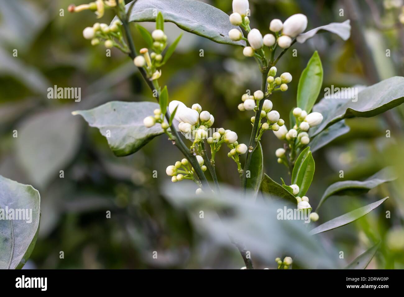 Grapefruit flower hi-res stock photography and images - Alamy