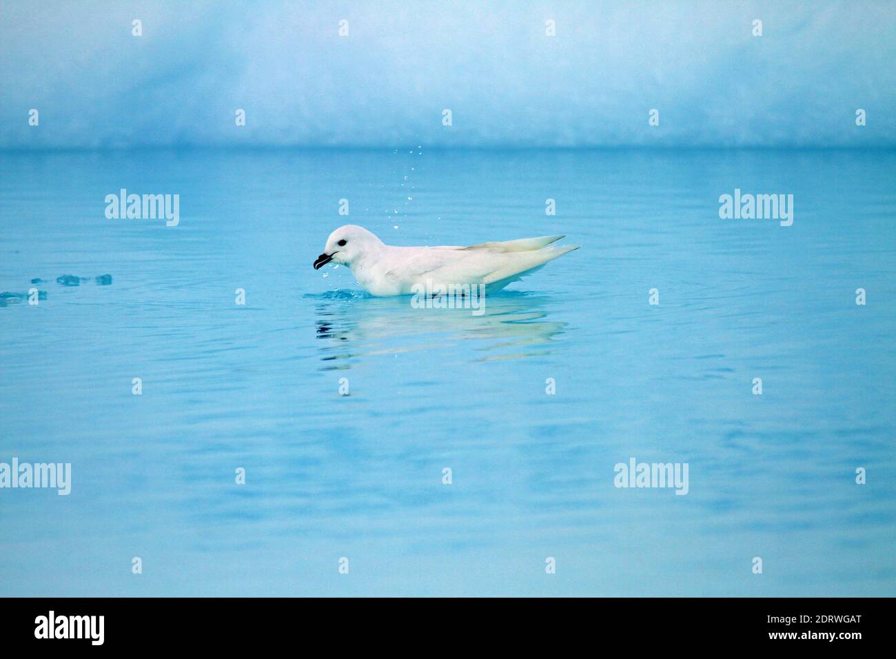 Snow Petrel (Pagodroma nivea Stock Photo - Alamy