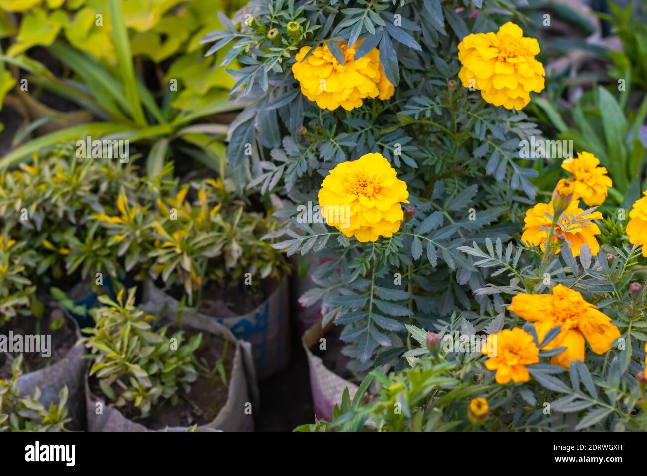 Yellow marigold flower with buds in the nursery Stock Photo - Alamy