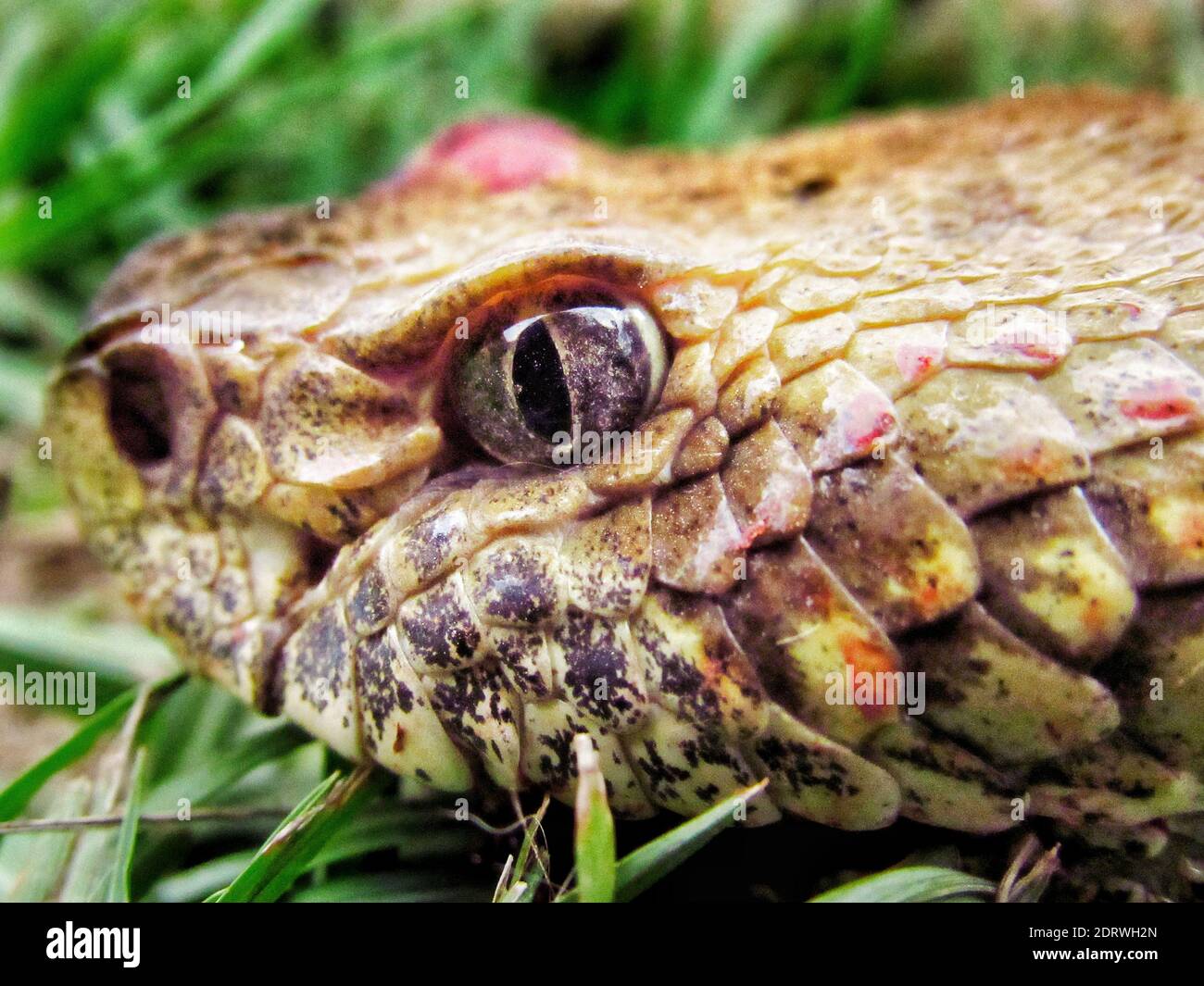 Close up eye rattlesnake High Resolution Stock Photography and Images ...