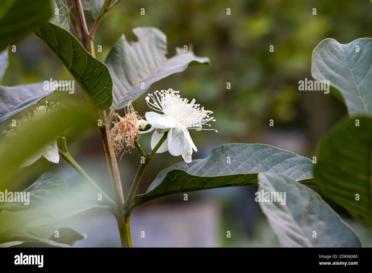 Bloomed Guava flower with green leaves inside the garden Stock Photo ...
