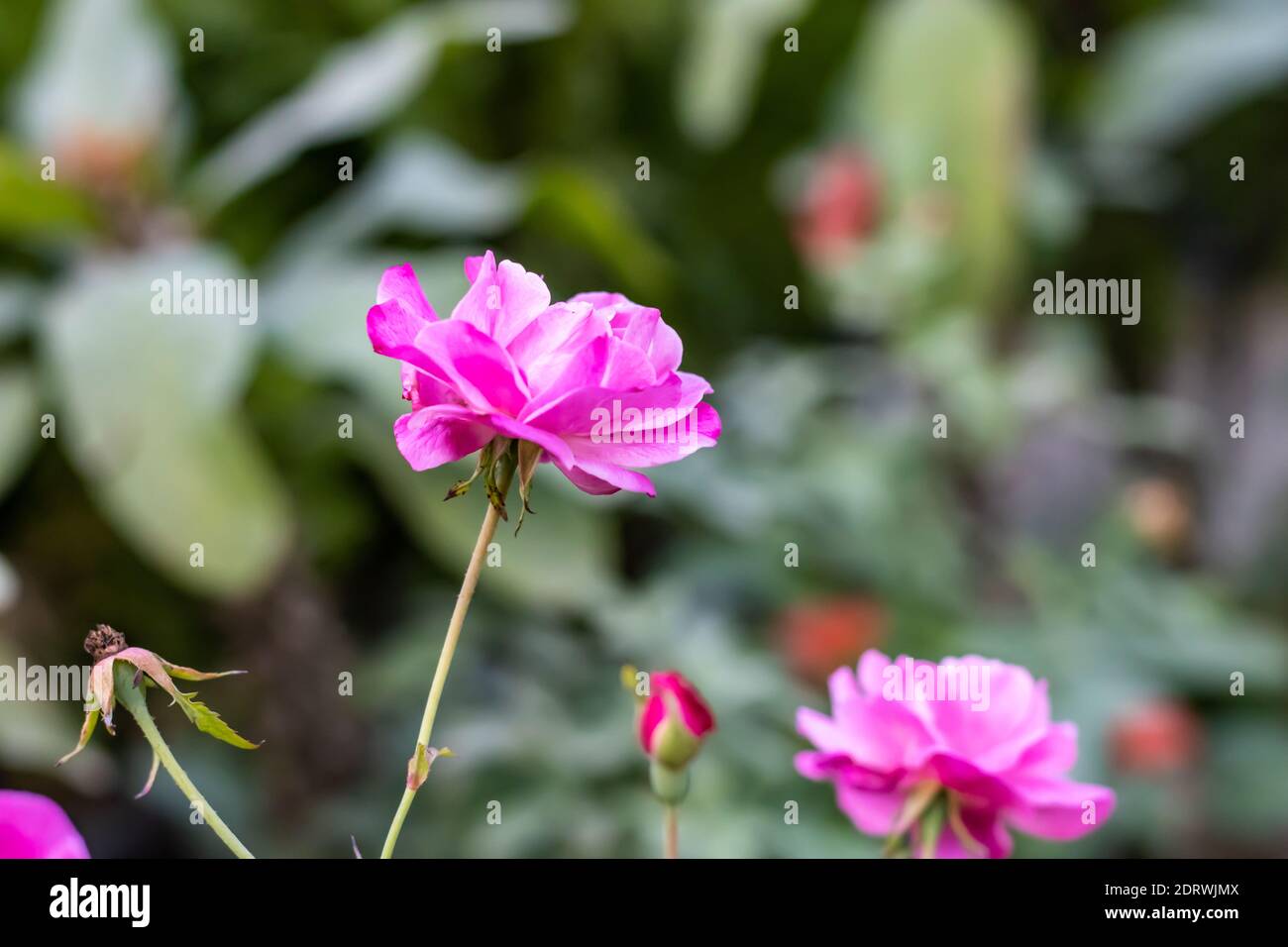 Bloomed pink rose with buds close up side view in the garden Stock ...