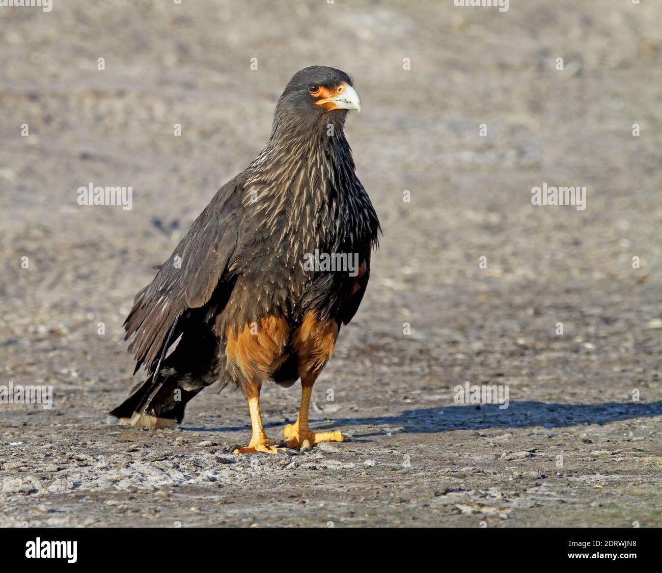 Striated Caracara (Phalcoboenus australis) a raptor of the Falkland ...