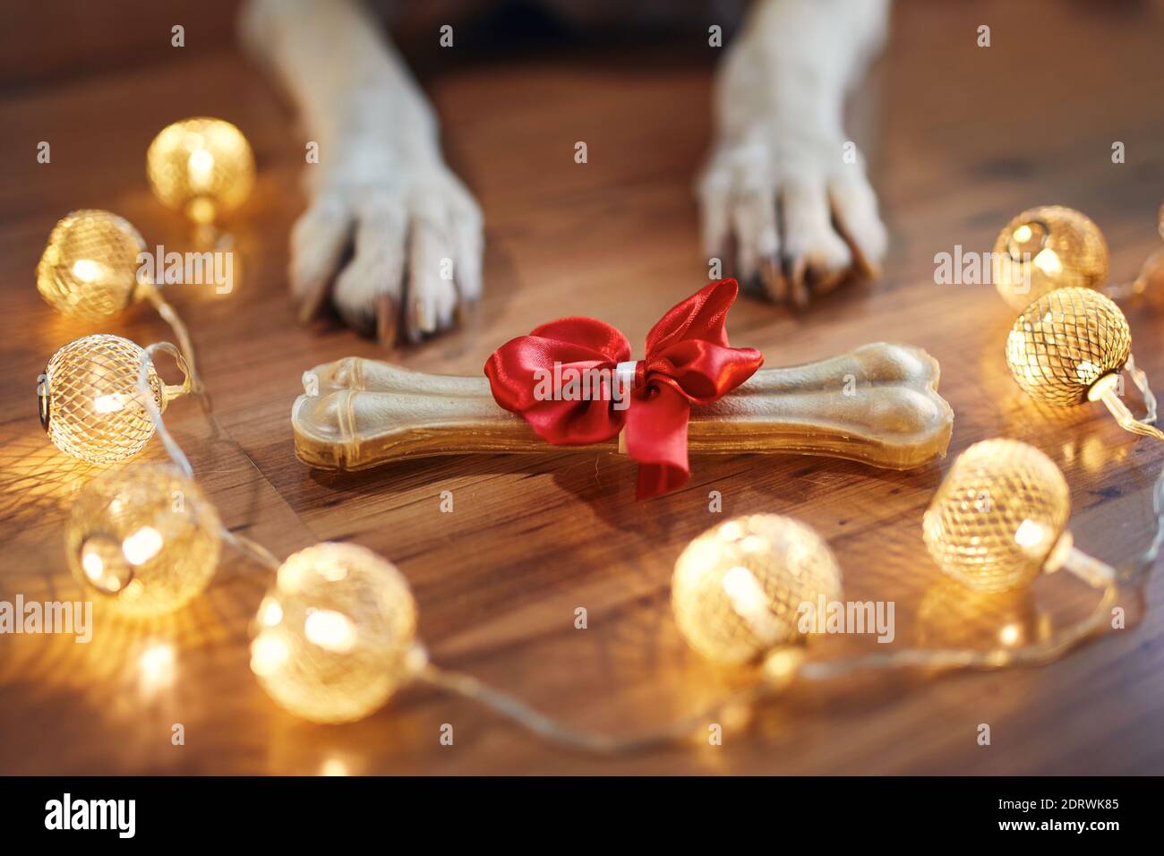 Dog bone ribbon hi-res stock photography and images - Alamy