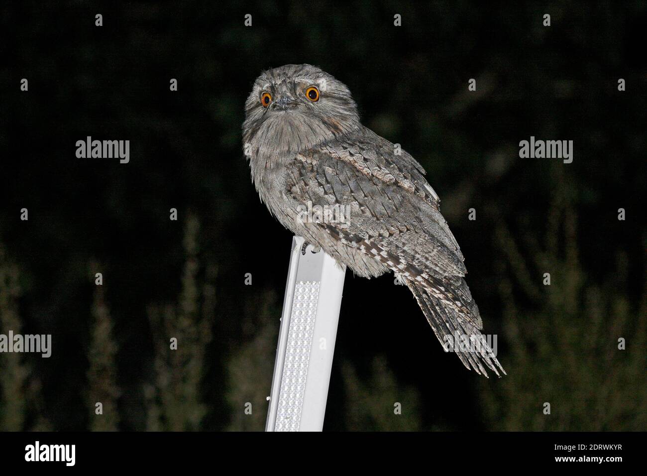 Tawny Frogmouth (Podargus strigoides) during a night in Australia Stock ...