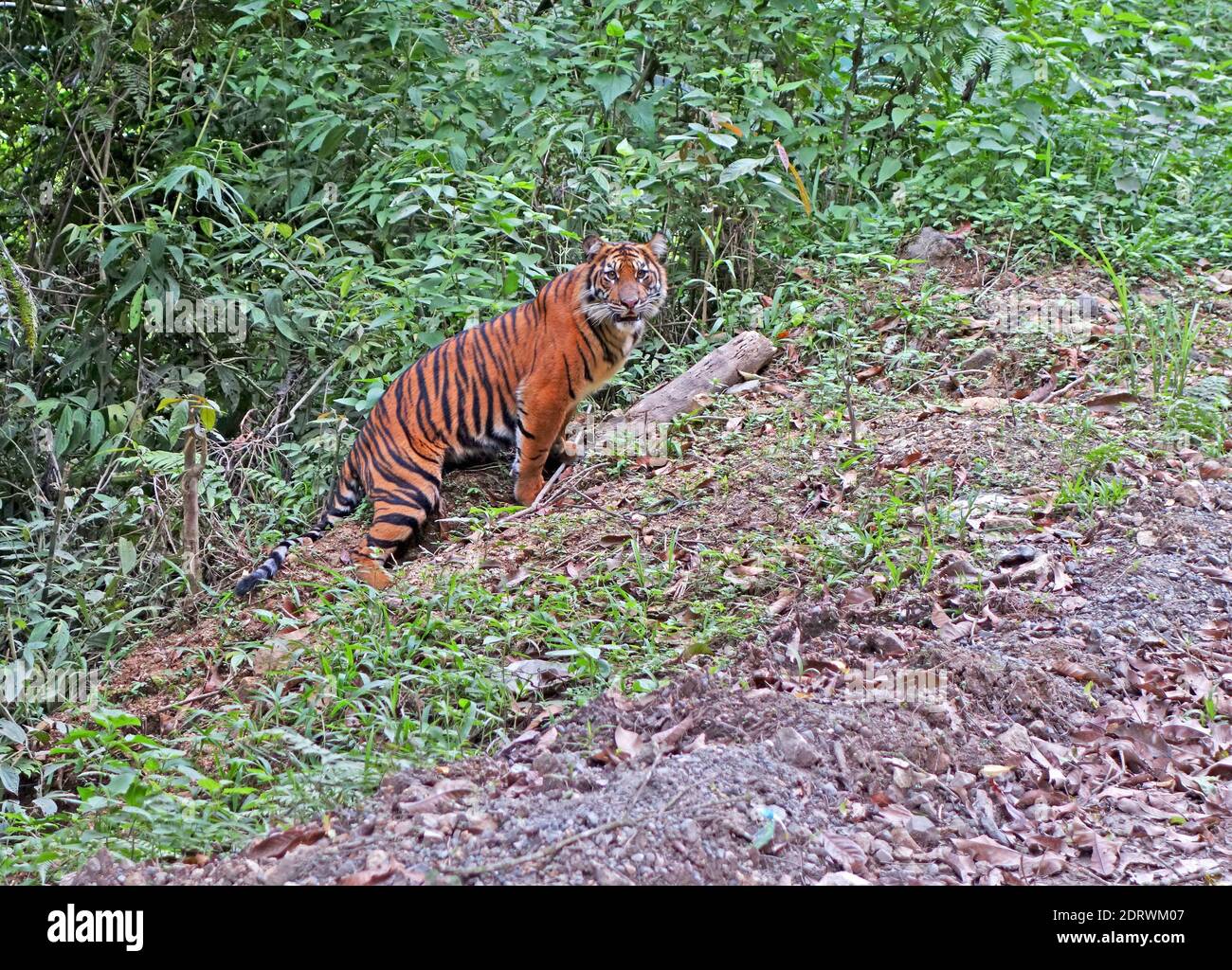 Sumatraanse Tijger, Sumatran Tiger, Panthera tigris sumatrae Stock ...