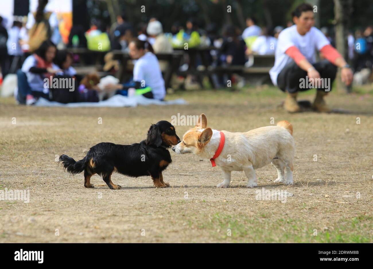 dog make friend each other Stock Photo - Alamy