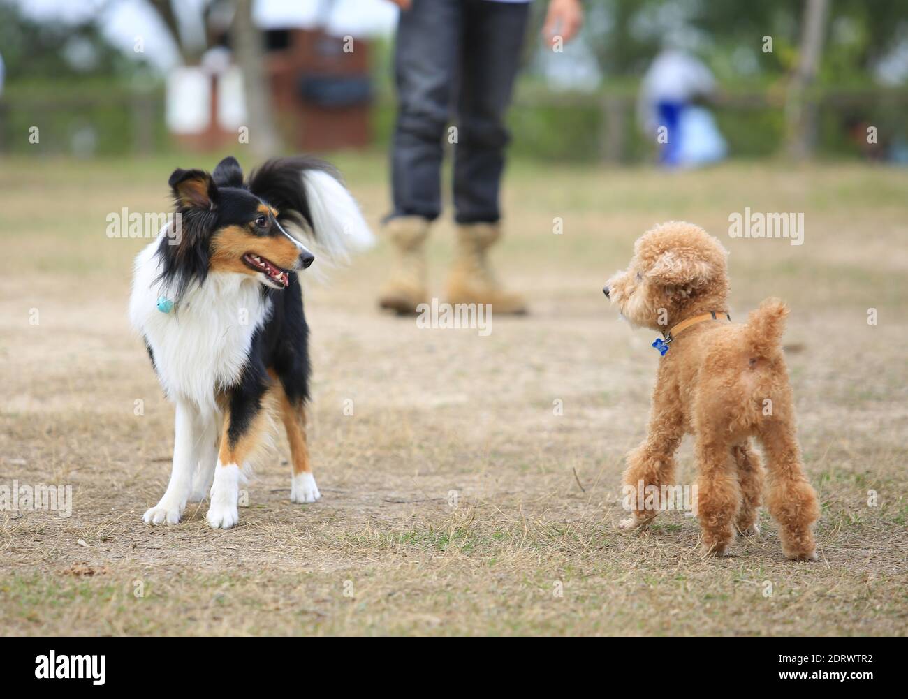 dog make friend each other Stock Photo - Alamy