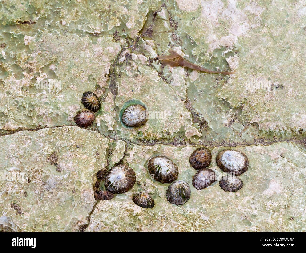 Group of limpets a type of aquatic snail with conical shells attached ...