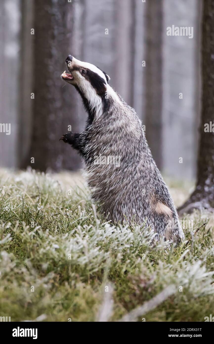 European badger (Meles meles) in winter time in a winter landscape in a ...