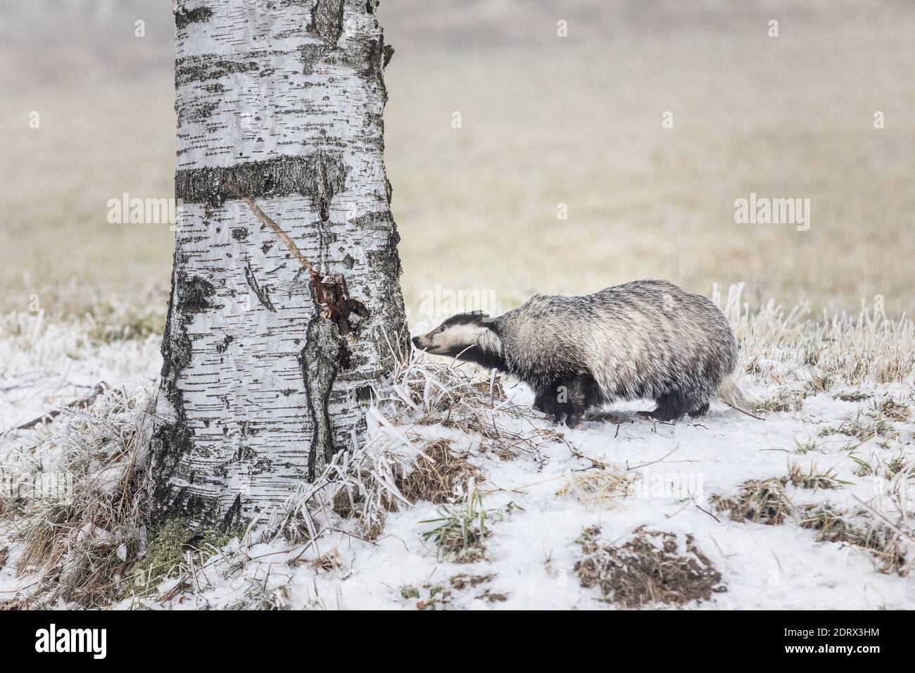 Portrait european badger (Meles meles) in a winter landscape in a ...