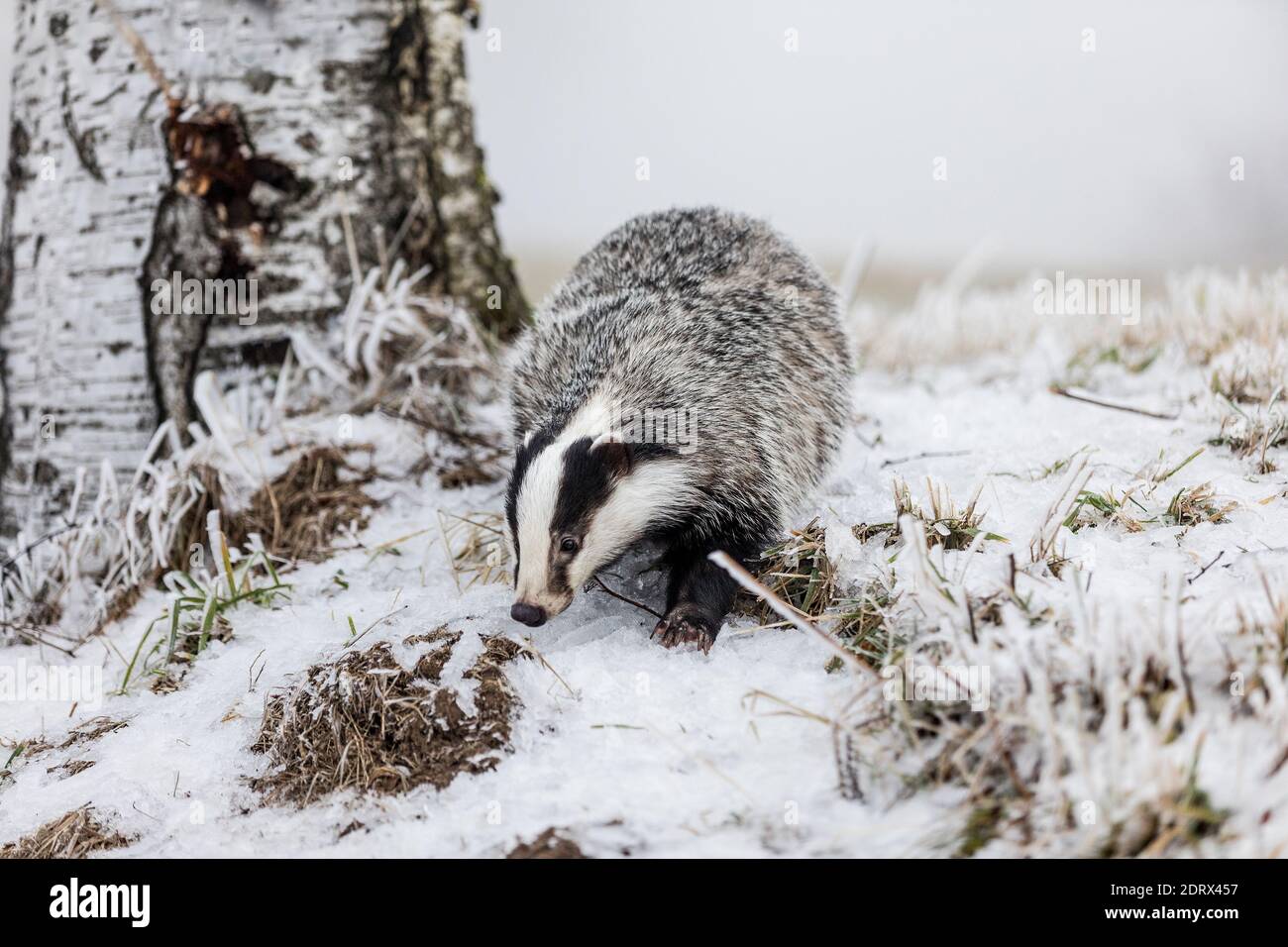 Portrait european badger (Meles meles) in a winter landscape in a ...