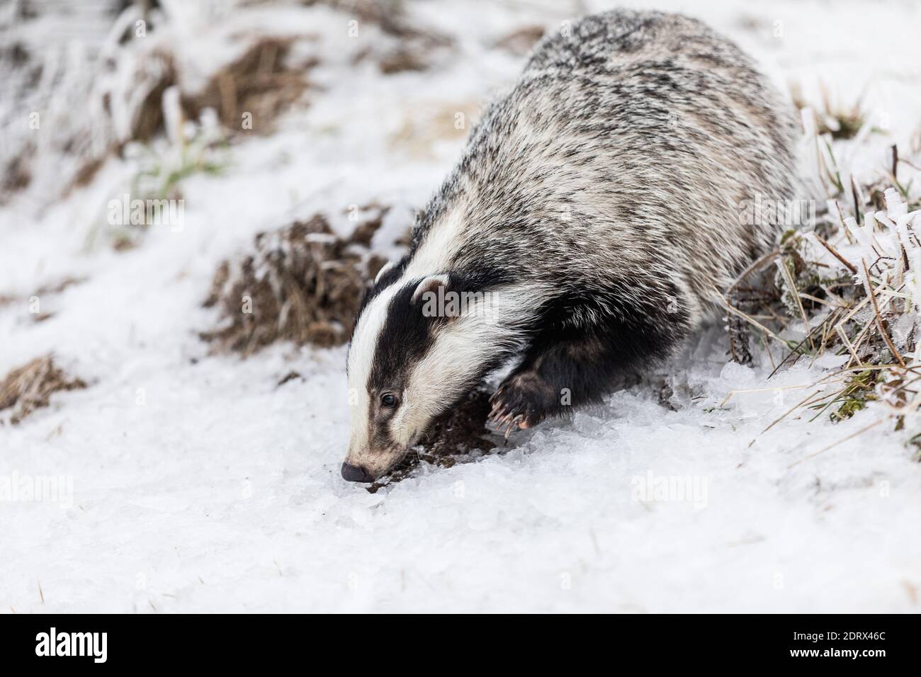 Badger tail hi-res stock photography and images - Alamy