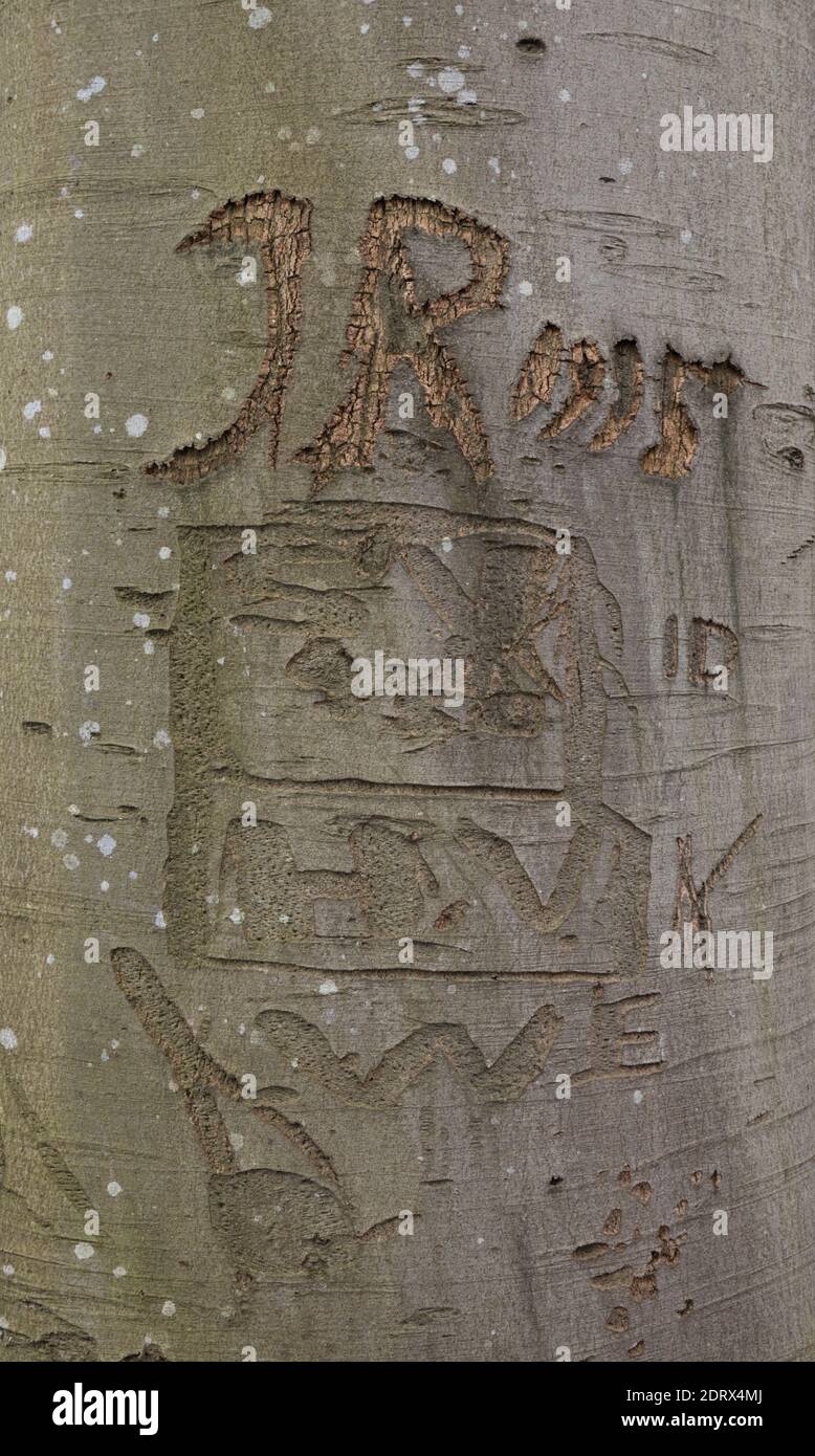 Letters carved into tree hi-res stock photography and images - Alamy