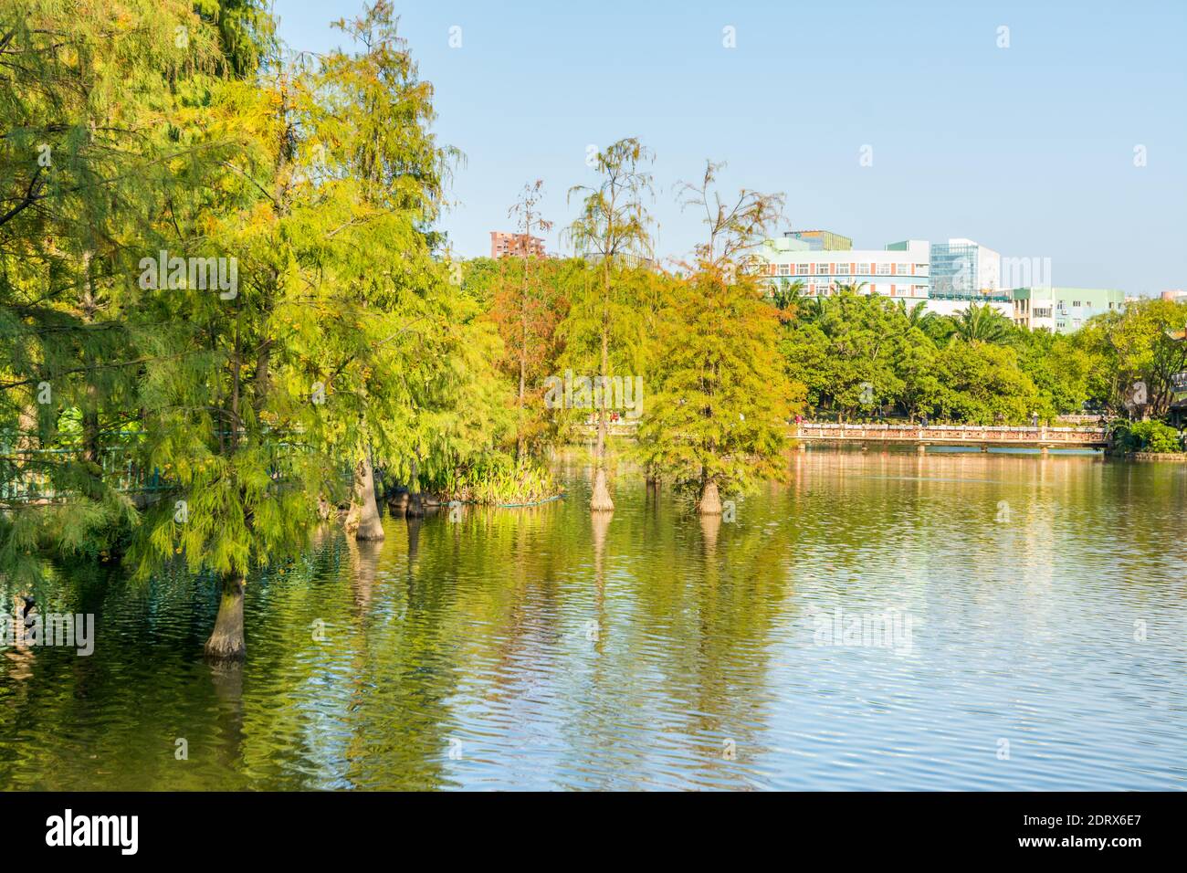 Cypress genus hi-res stock photography and images - Alamy