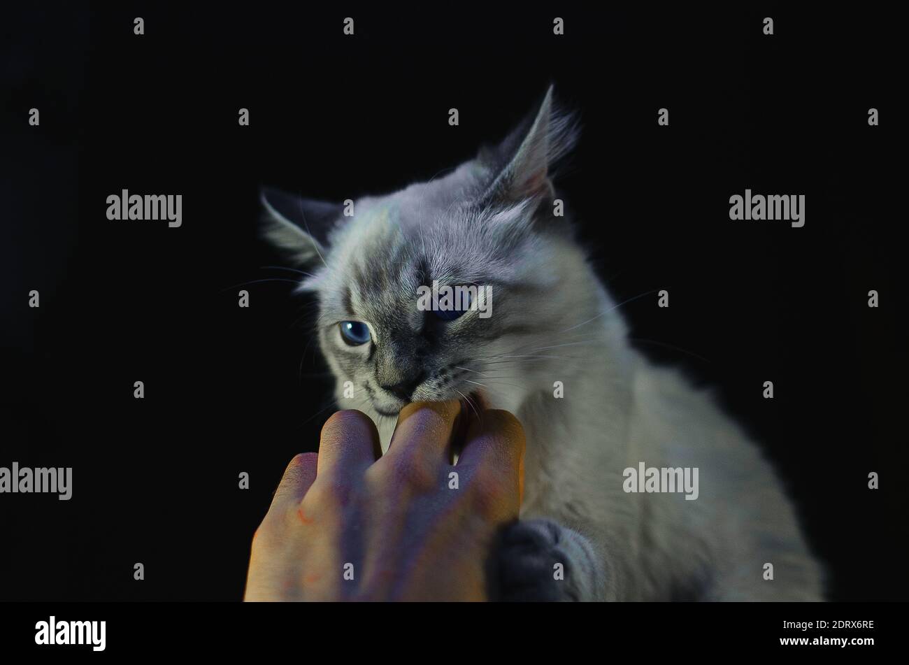 Cat biting human hi-res stock photography and images - Alamy