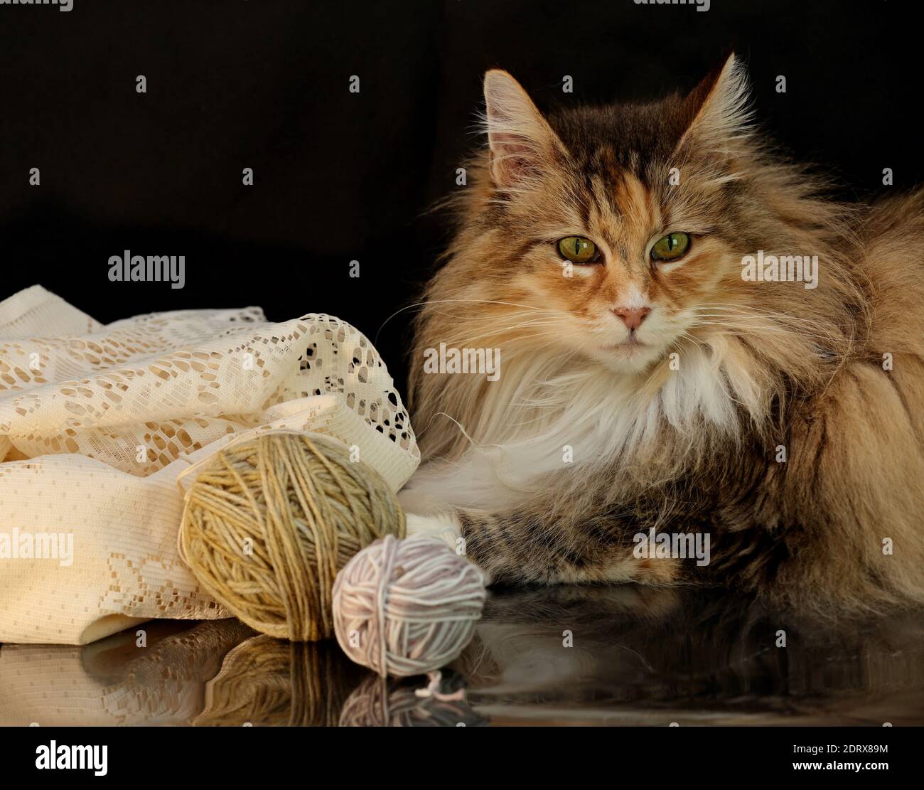 Norwegian forest cat female with ball of yarns and lace Stock Photo - Alamy