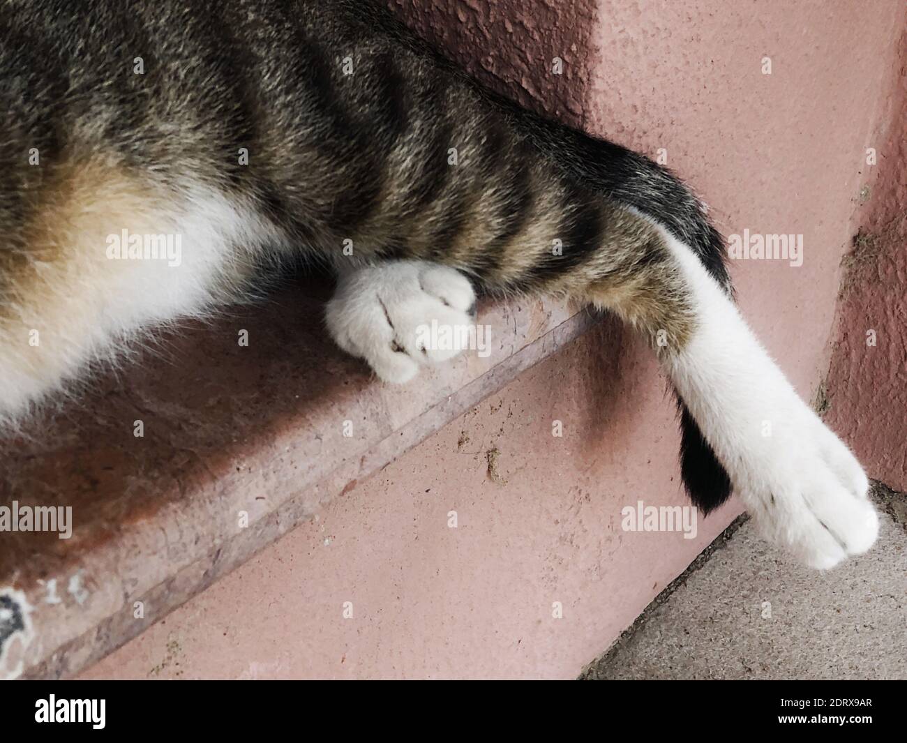 Cat Back Legs High Resolution Stock Photography and Images - Alamy