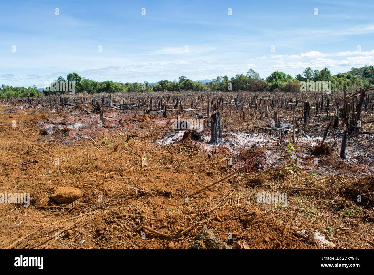 Amazon deforestation animals hi-res stock photography and images - Alamy
