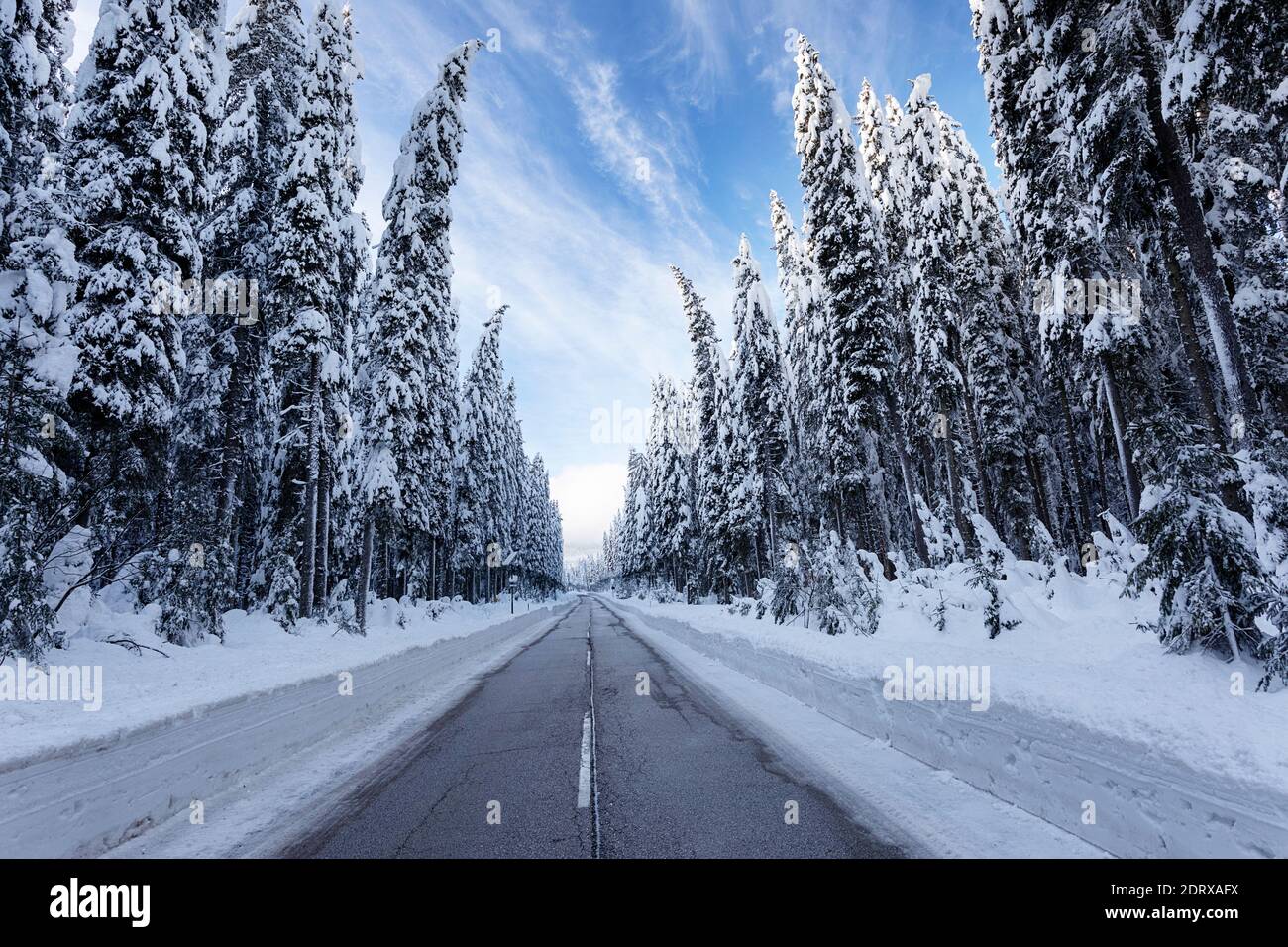 Road trees in snow hi-res stock photography and images - Alamy