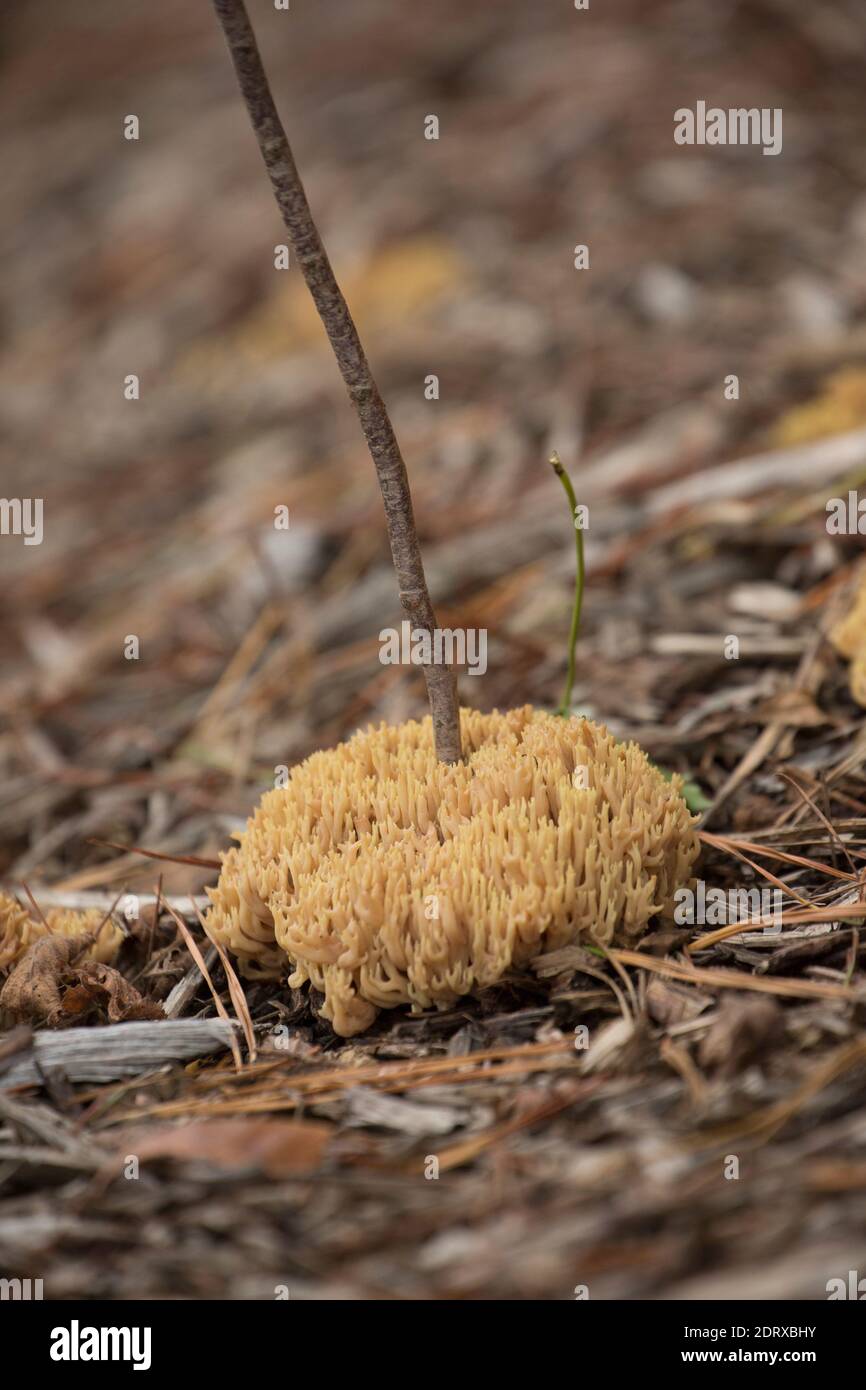 Examples of Upright Coral fungi, Ramaria stricta, growing on mulched ...