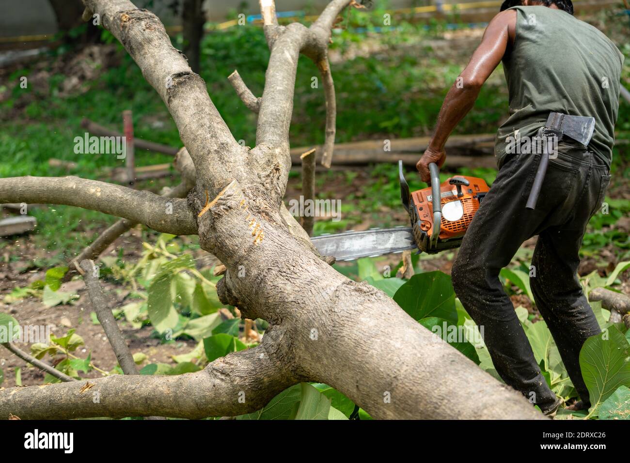 Hand holding leaf rainforest hi-res stock photography and images - Alamy