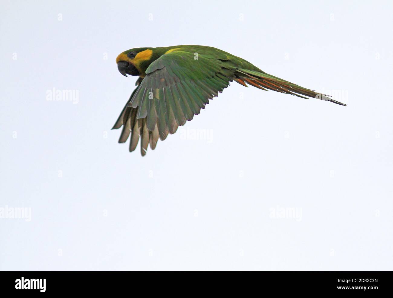 Yellow-eared Parrot (Ognorhynchus icterotis) an endangered species of ...