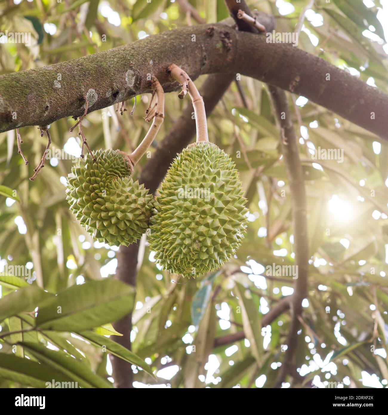 Durian sunlight hi-res stock photography and images - Alamy