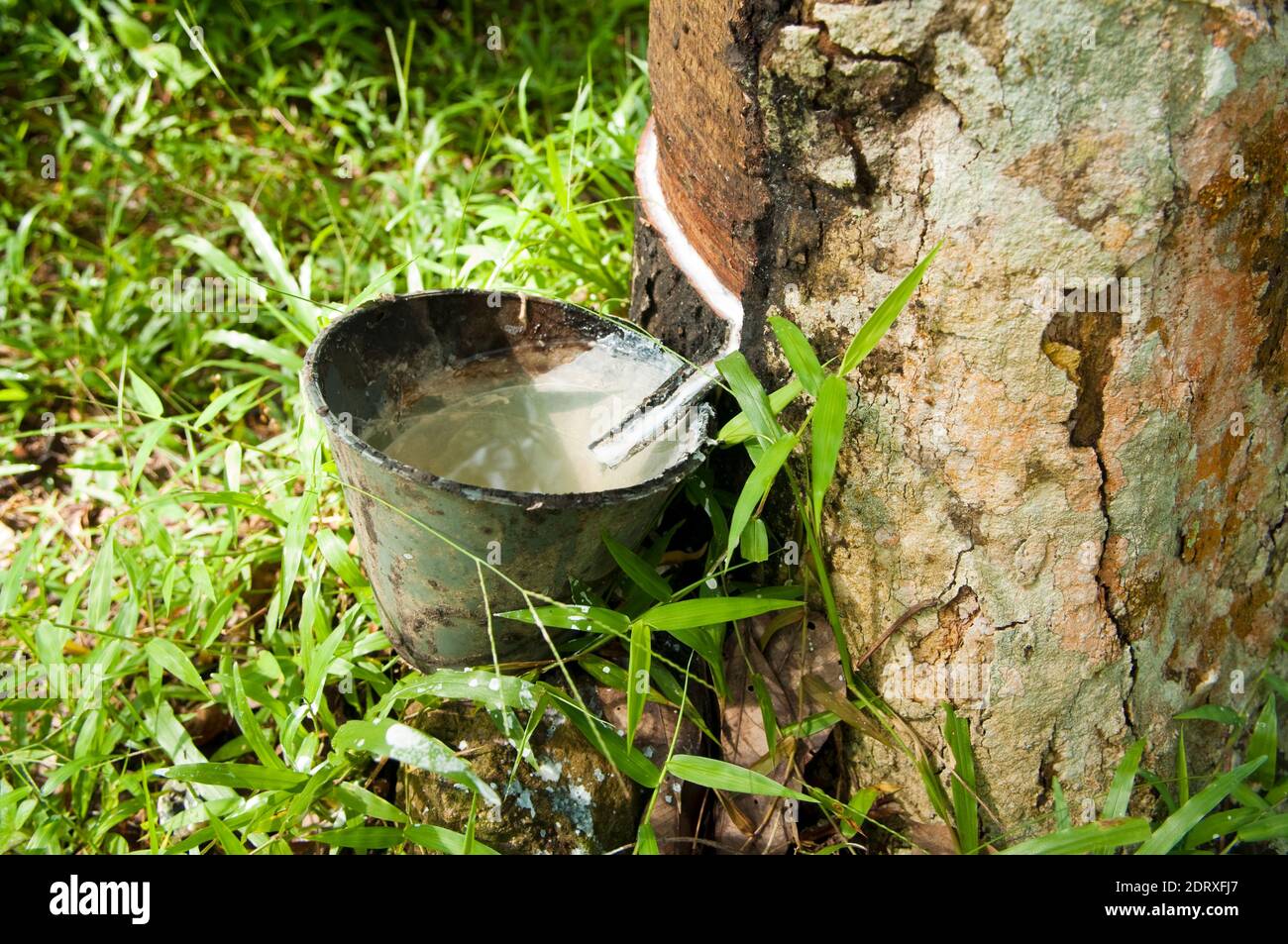 Milky latex extraction hi-res stock photography and images - Alamy