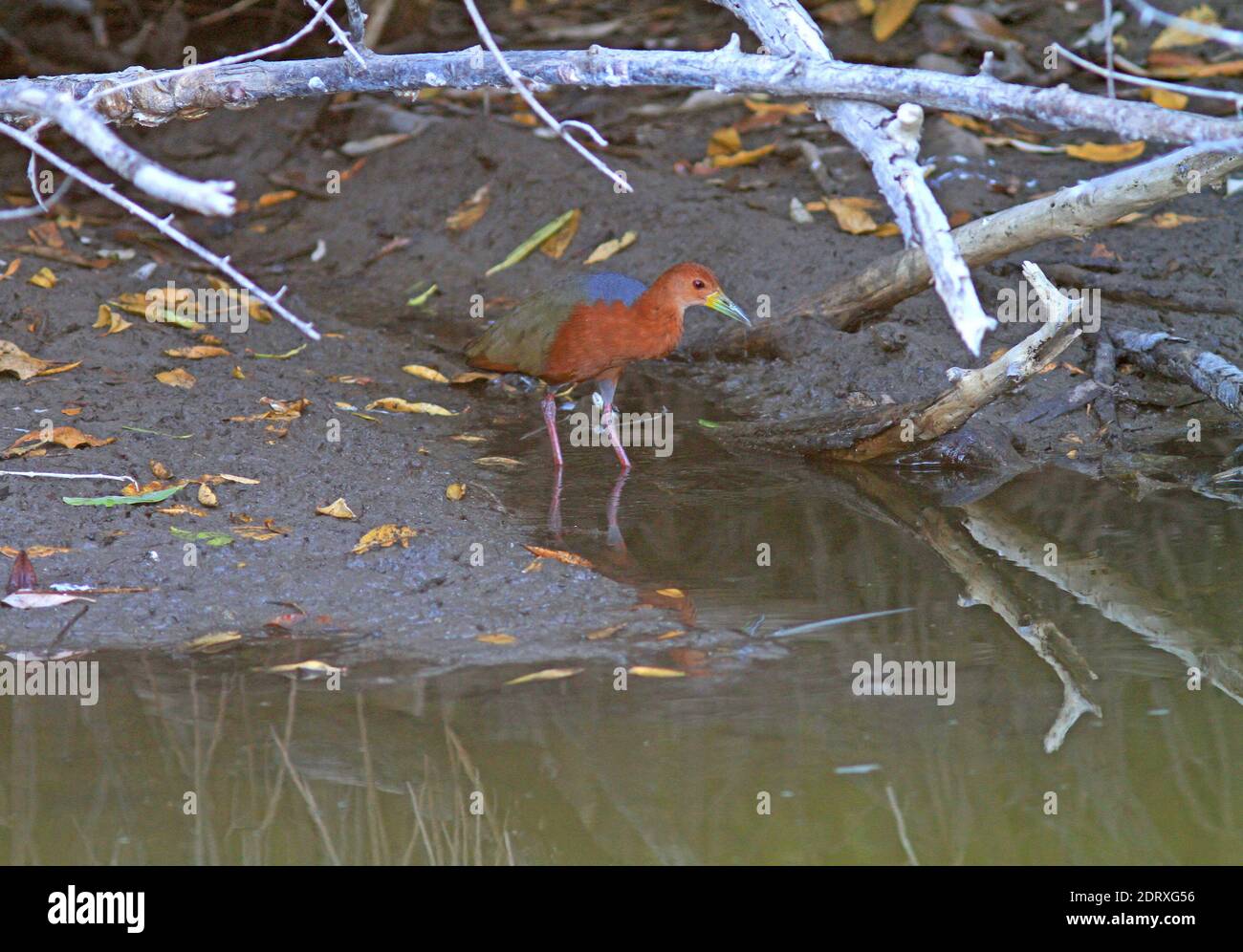 Rufous-necked wood rail, Aramides axillaris Stock Photo - Alamy