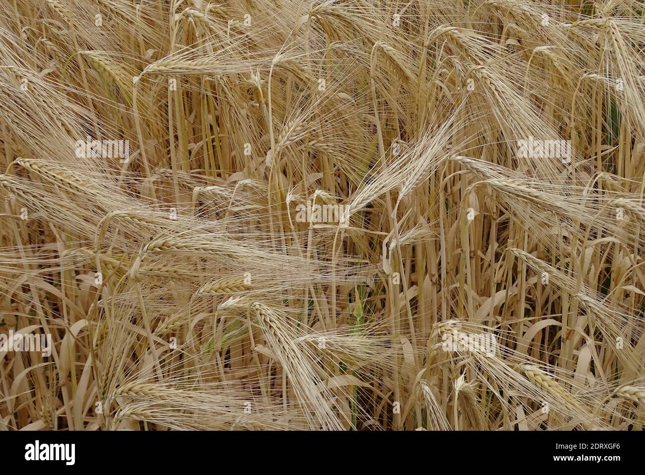 Emmer field europe hi-res stock photography and images - Alamy