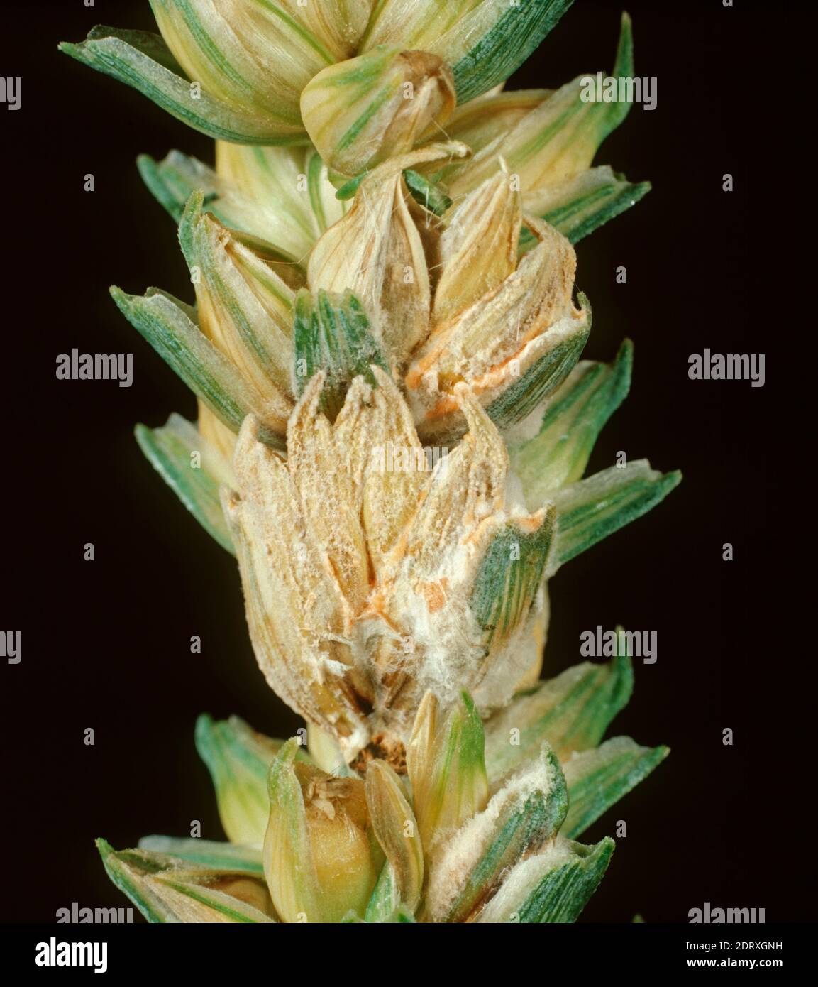 Ear blight or head scab (Fusarium spp.) complex of pathogens causing ...