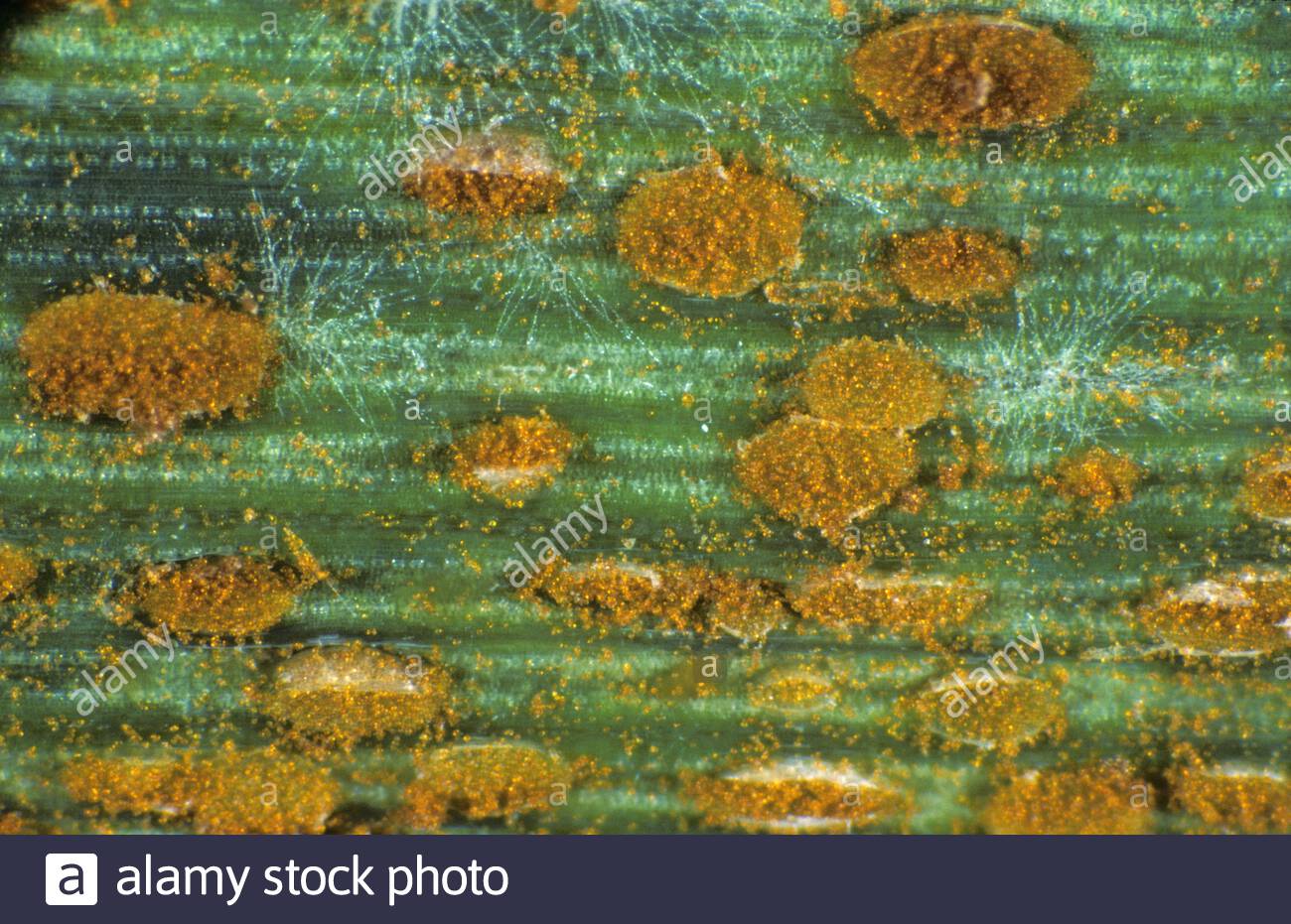 Powdery Mildew Wheat High Resolution Stock Photography and Images - Alamy