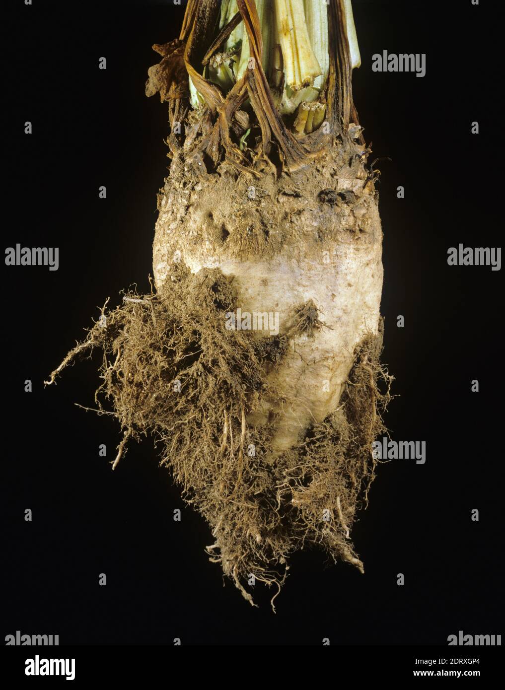 Rhizomania symptom of hairy secondary root development caused by beet ...
