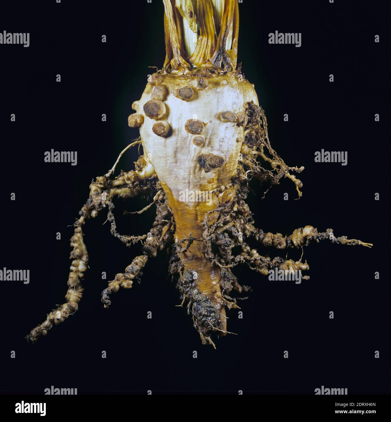 Tylenchida hi-res stock photography and images - Alamy